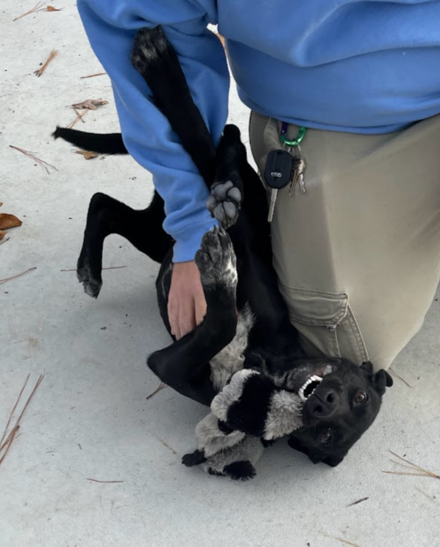 Dog for Adoption - Felicia - Friendly girl!, a Labrador Retriever in ...