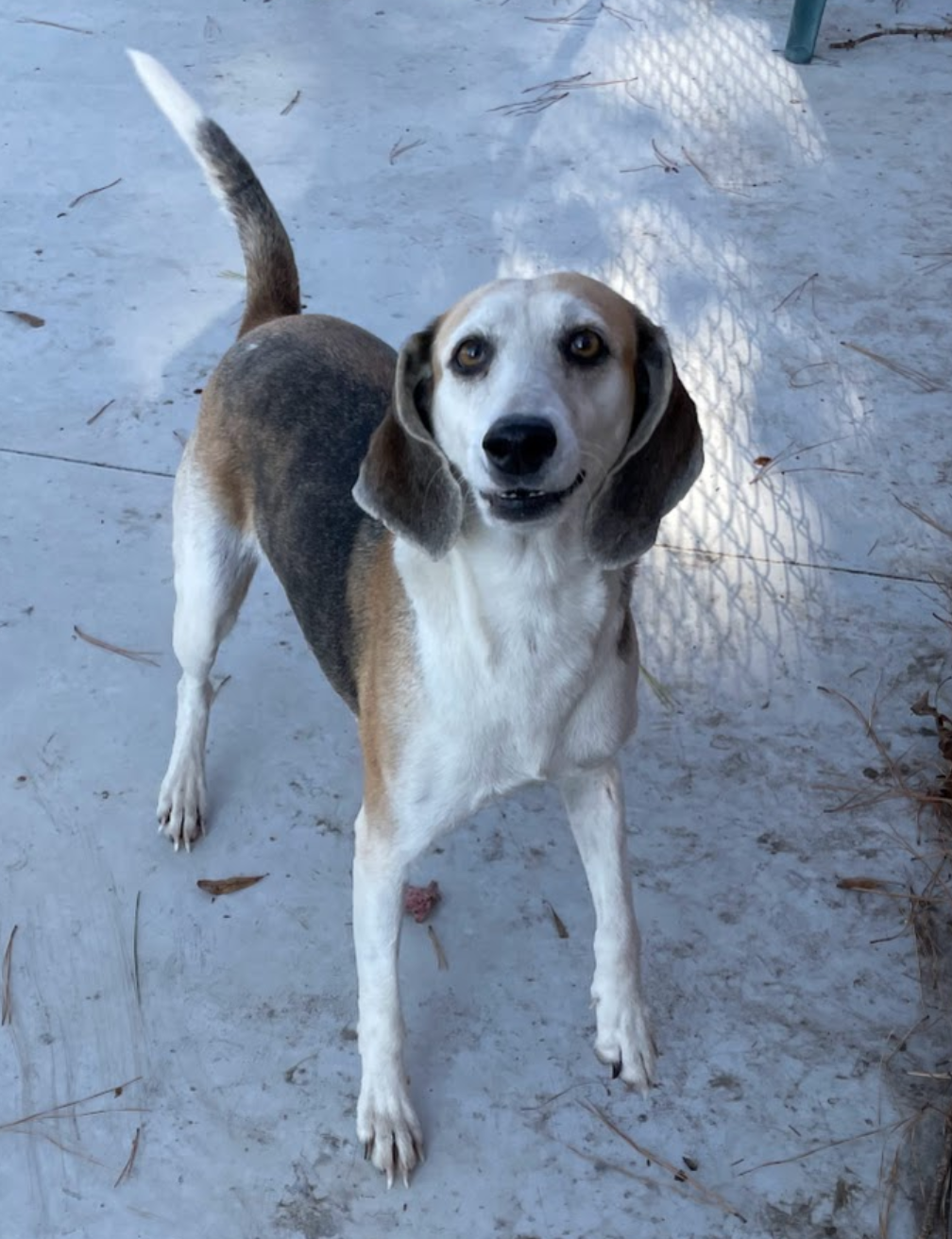 Dog for Adoption - Agnes - Actually Adorable!, a Hound in Jersey City ...