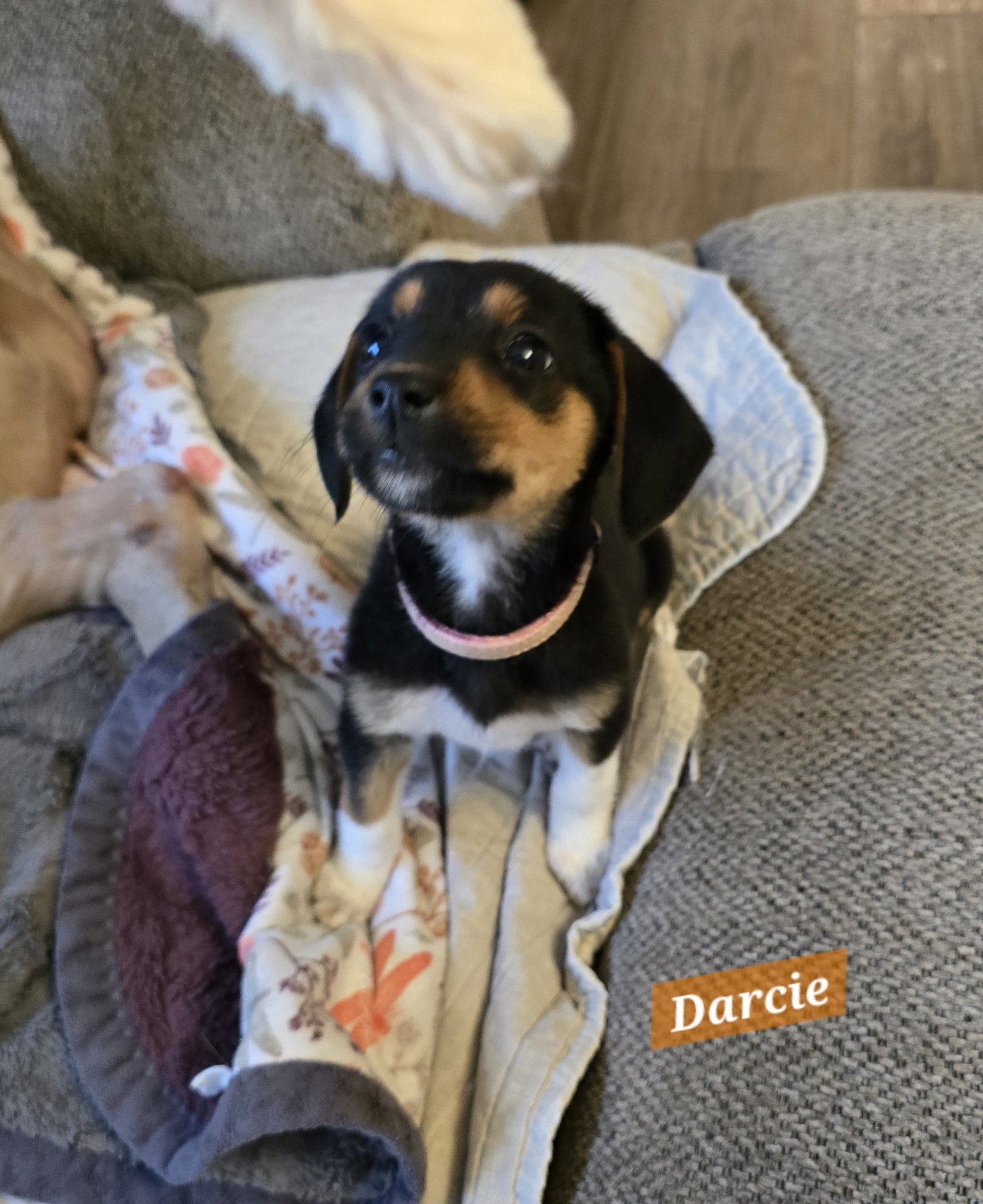 Darcie now Darcy's Web Page