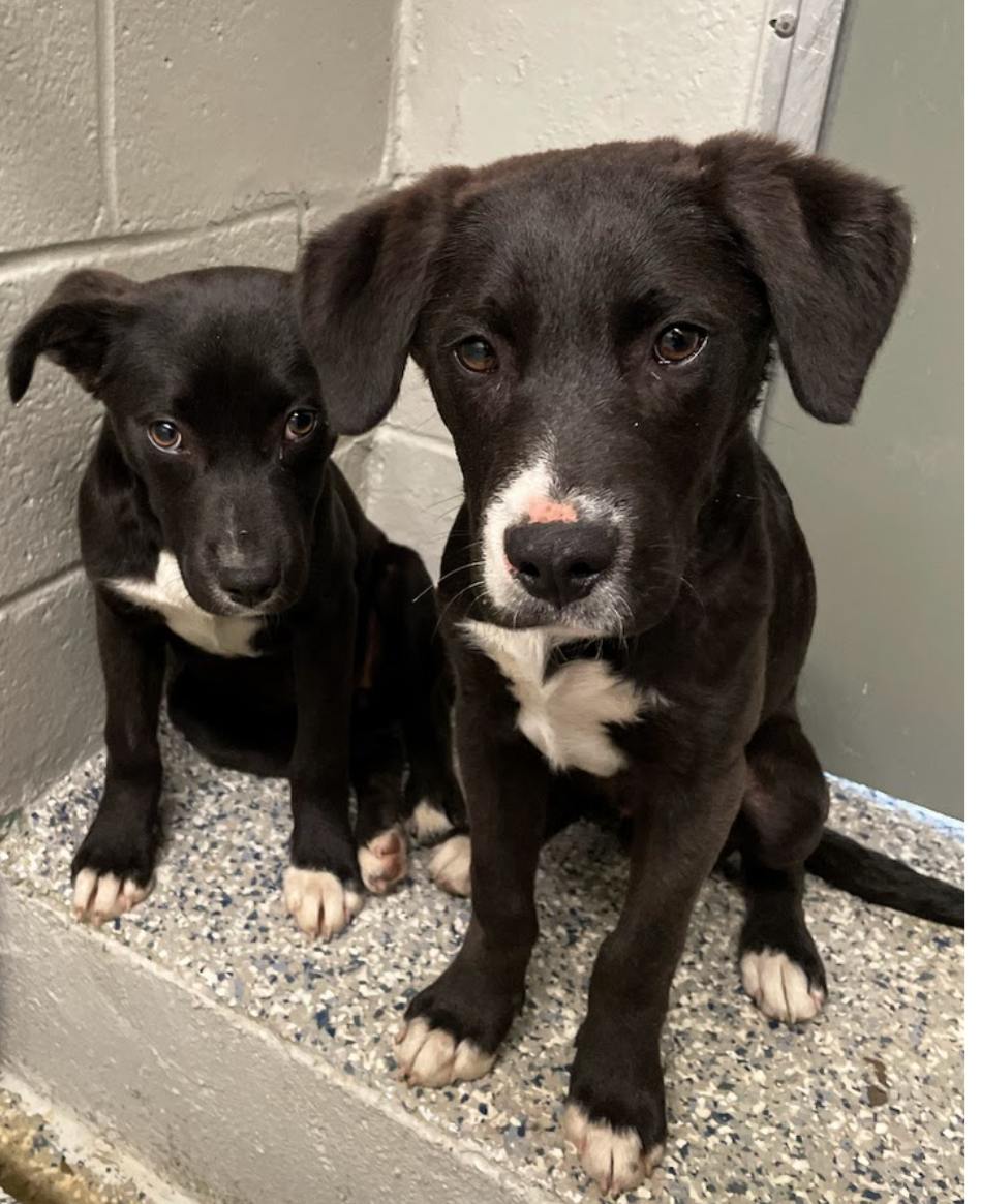 Dog for Adoption - Beau - Best Boy!!, a Labrador Retriever in Mcguire ...