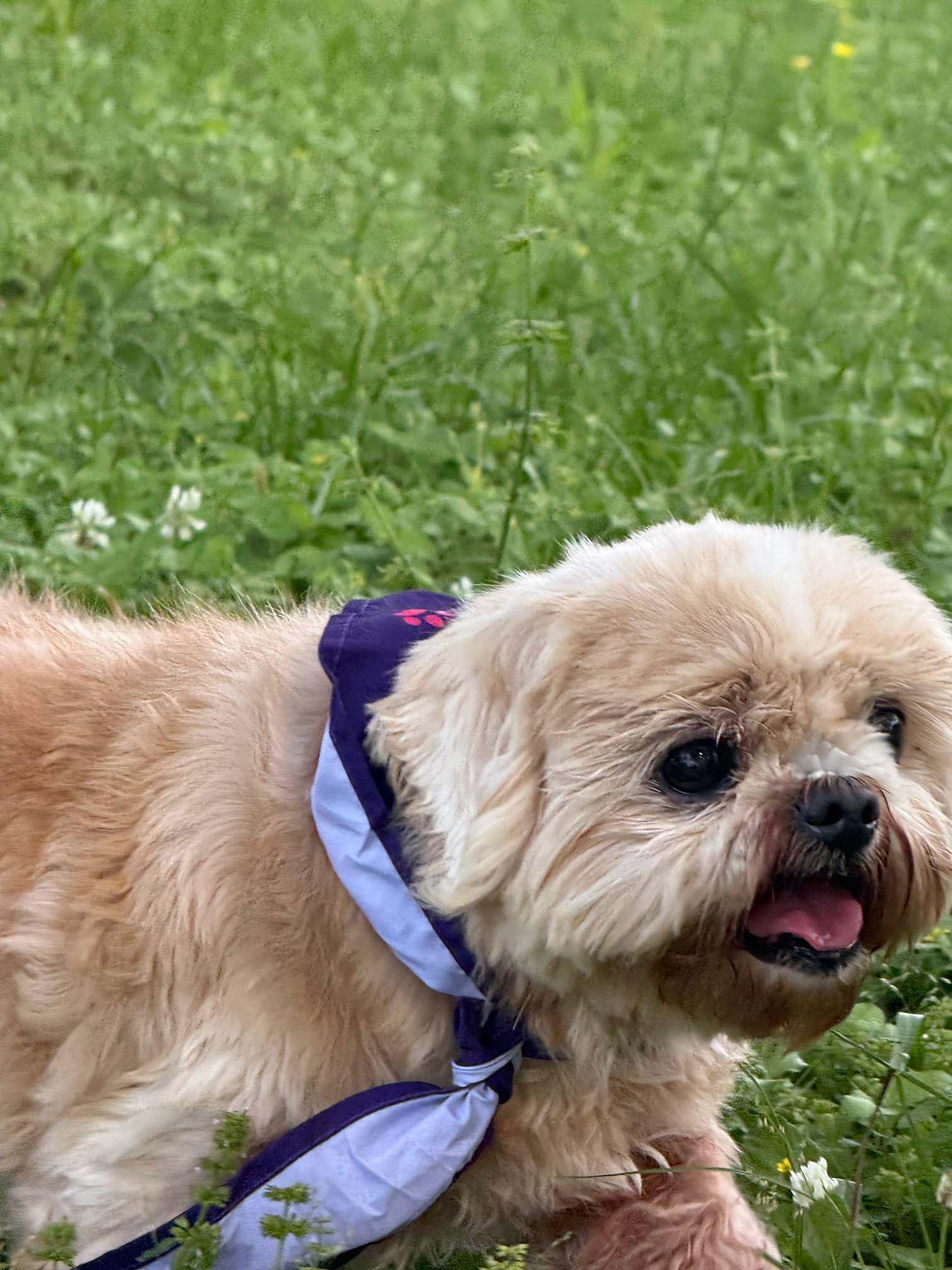 Chloe's Web Page