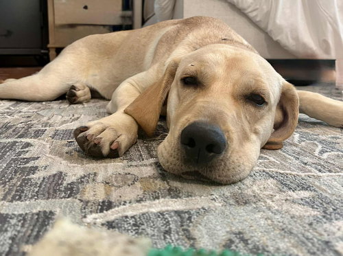Riley (Lab)'s Web Page