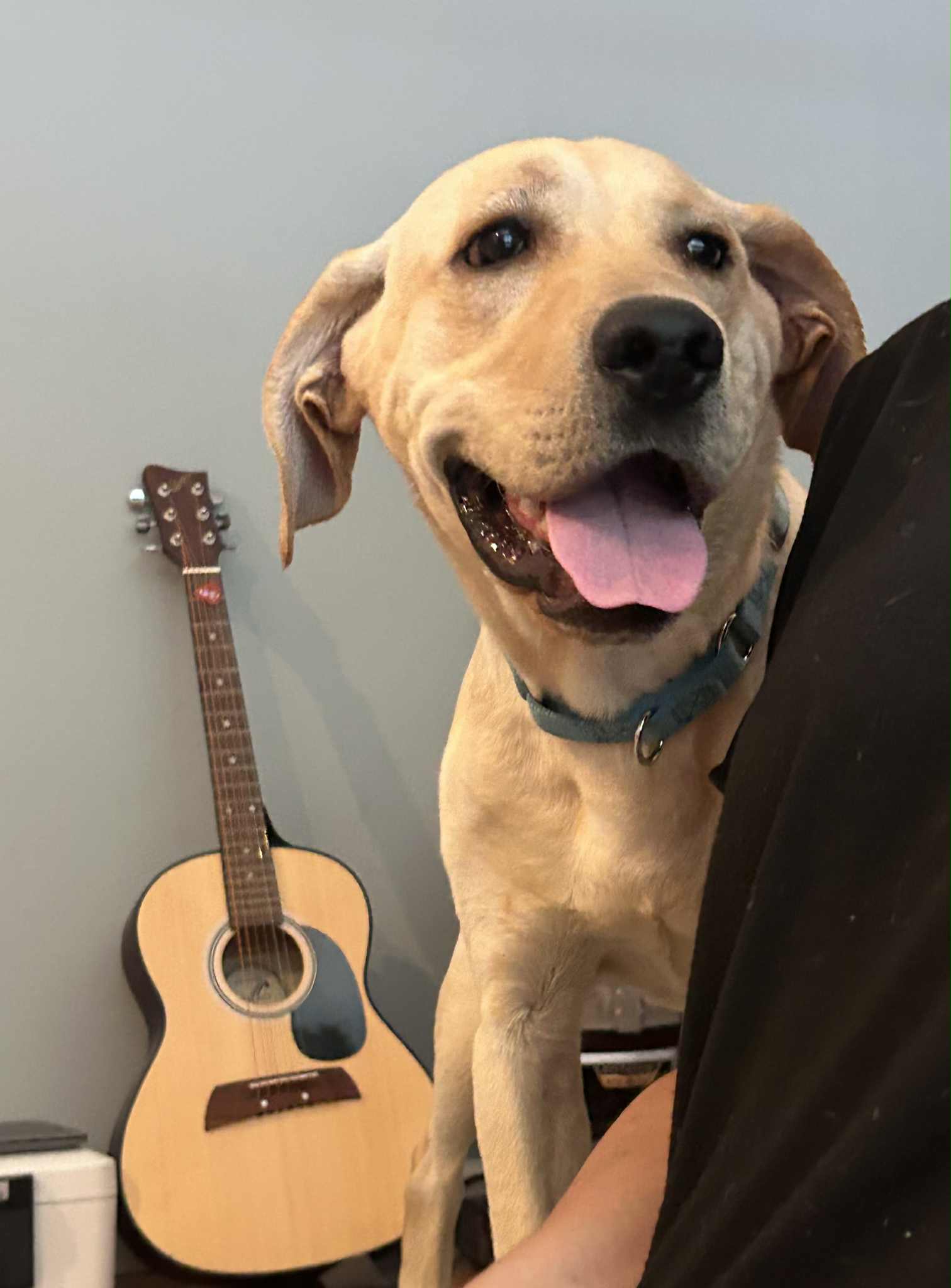 Riley (Lab)'s Web Page