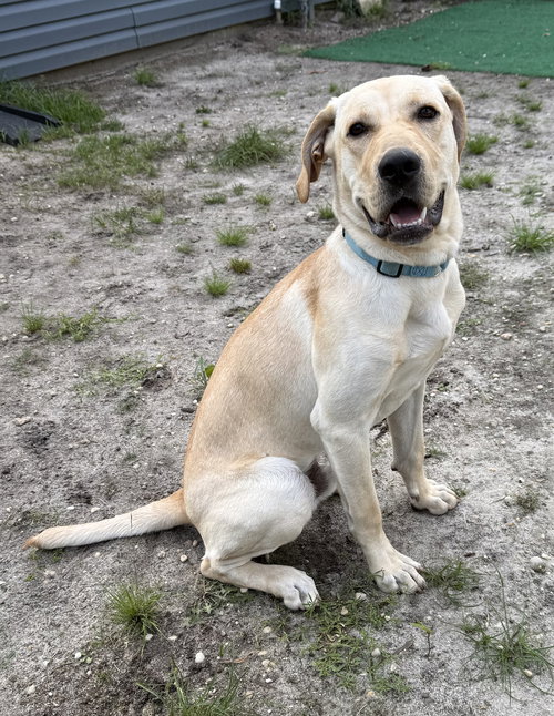Riley (Lab)'s Web Page