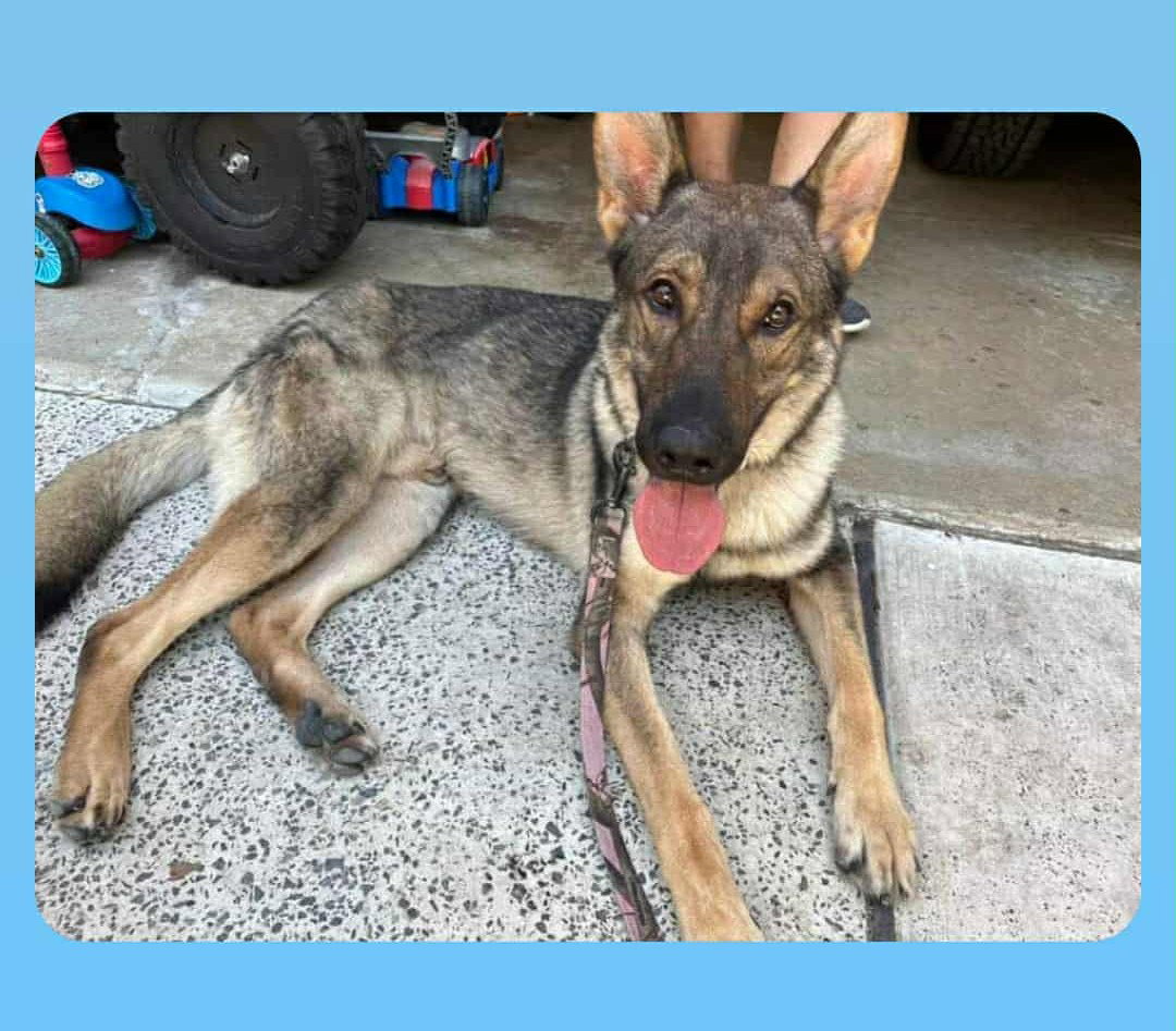 Dog for Adoption - Otto - Oh So Handsome!, a German Shepherd Dog in ...