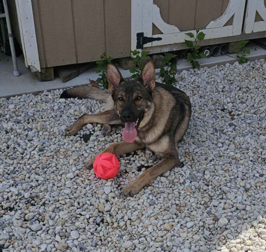 Dog for Adoption - Otto - Oh So Handsome!, a German Shepherd Dog in ...