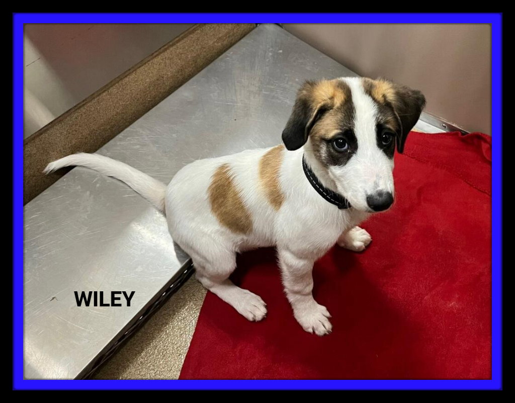 Dog for Adoption - Wiley, a Australian Shepherd in Oak Trail Shores, TX ...