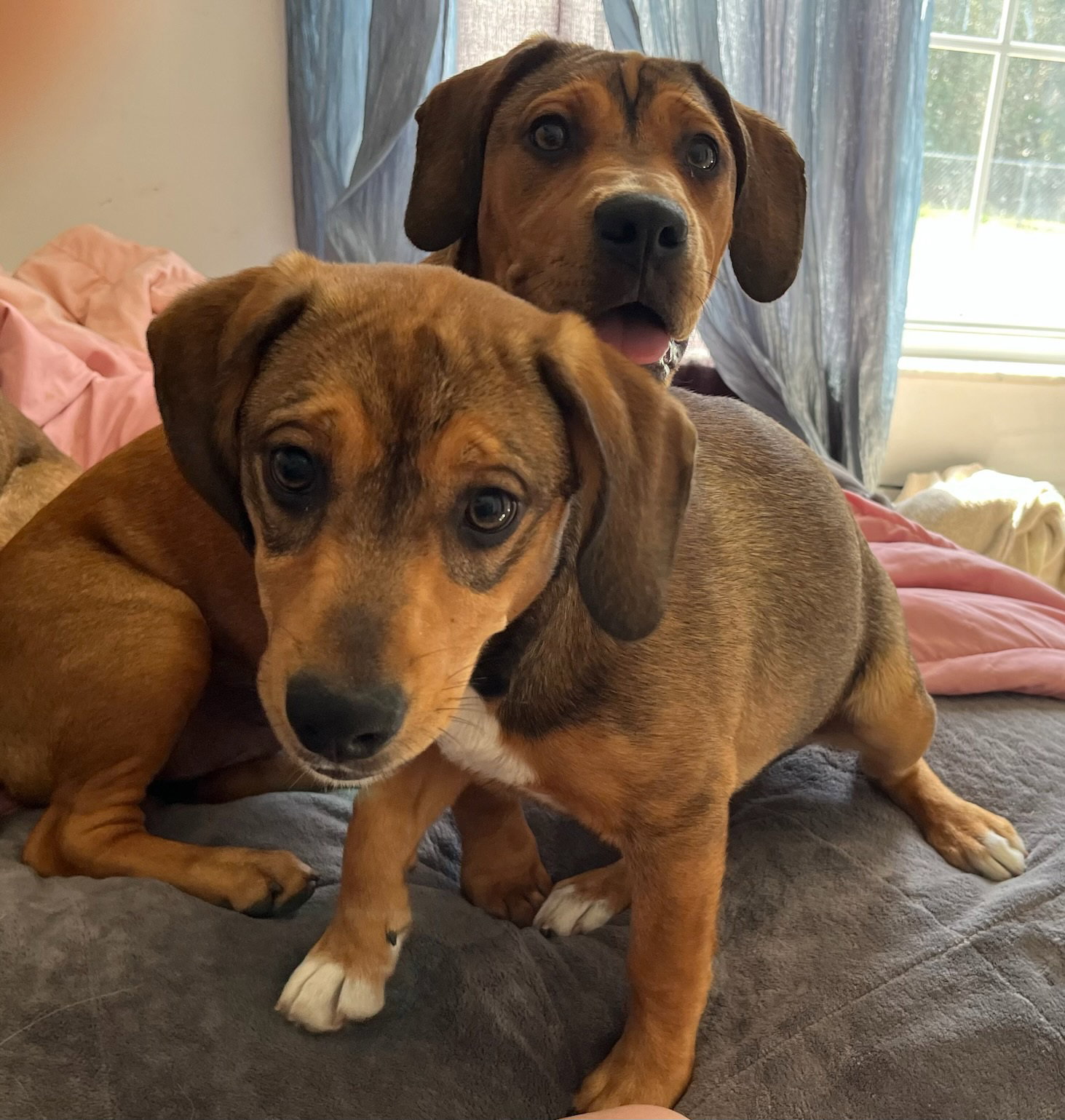 Dog for Adoption - Ash, Misty, and Brock, a Beagle in Palm Coast, FL ...