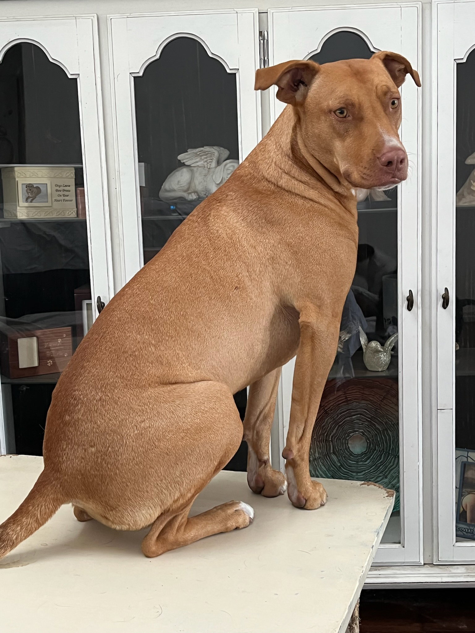 Dog For Adoption Zoey A Carolina Dog In Fruit Cove FL Alpha Paw
