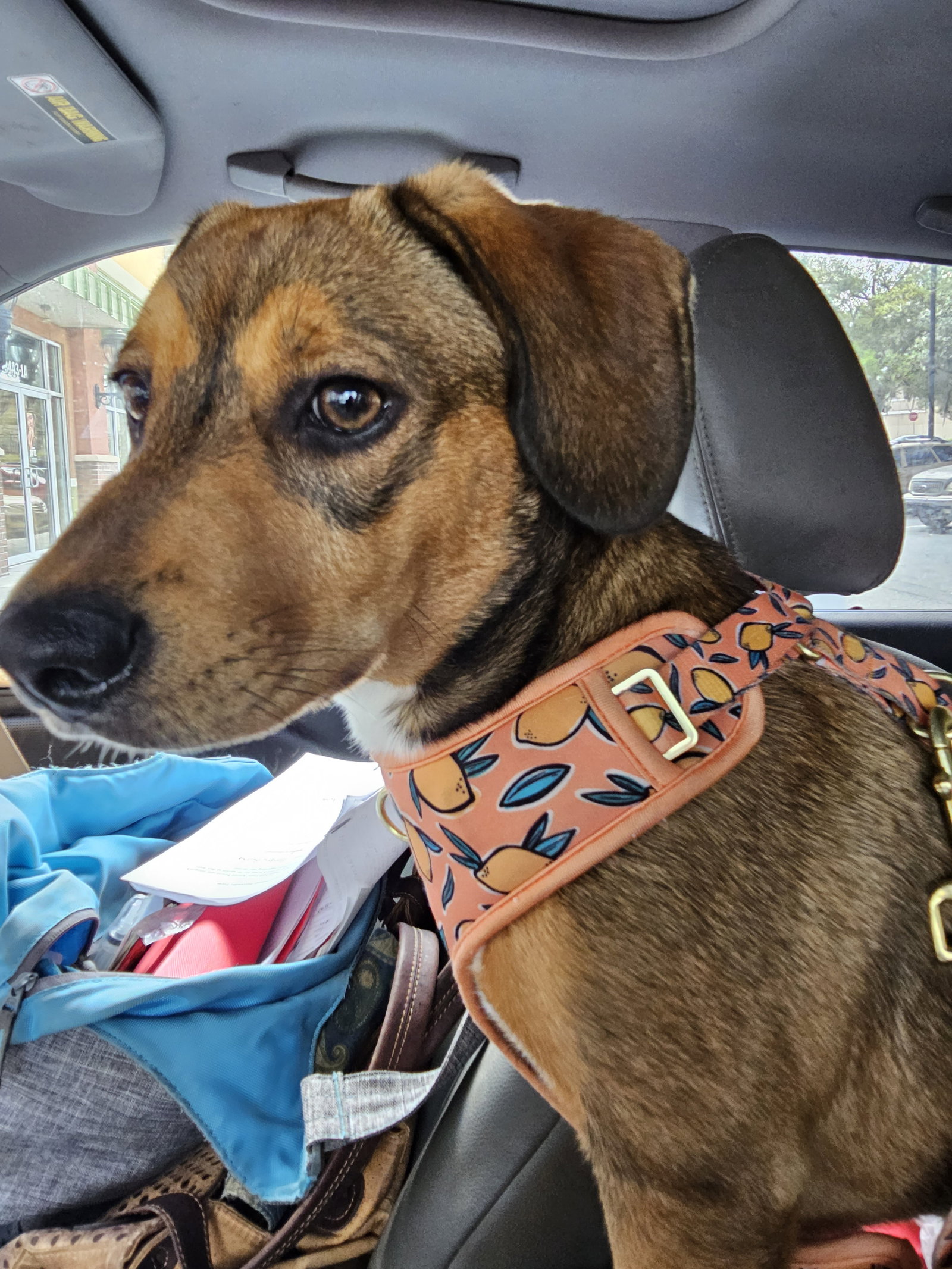 Dog for Adoption - Misty, a Beagle in East Palatka, FL | Alpha Paw