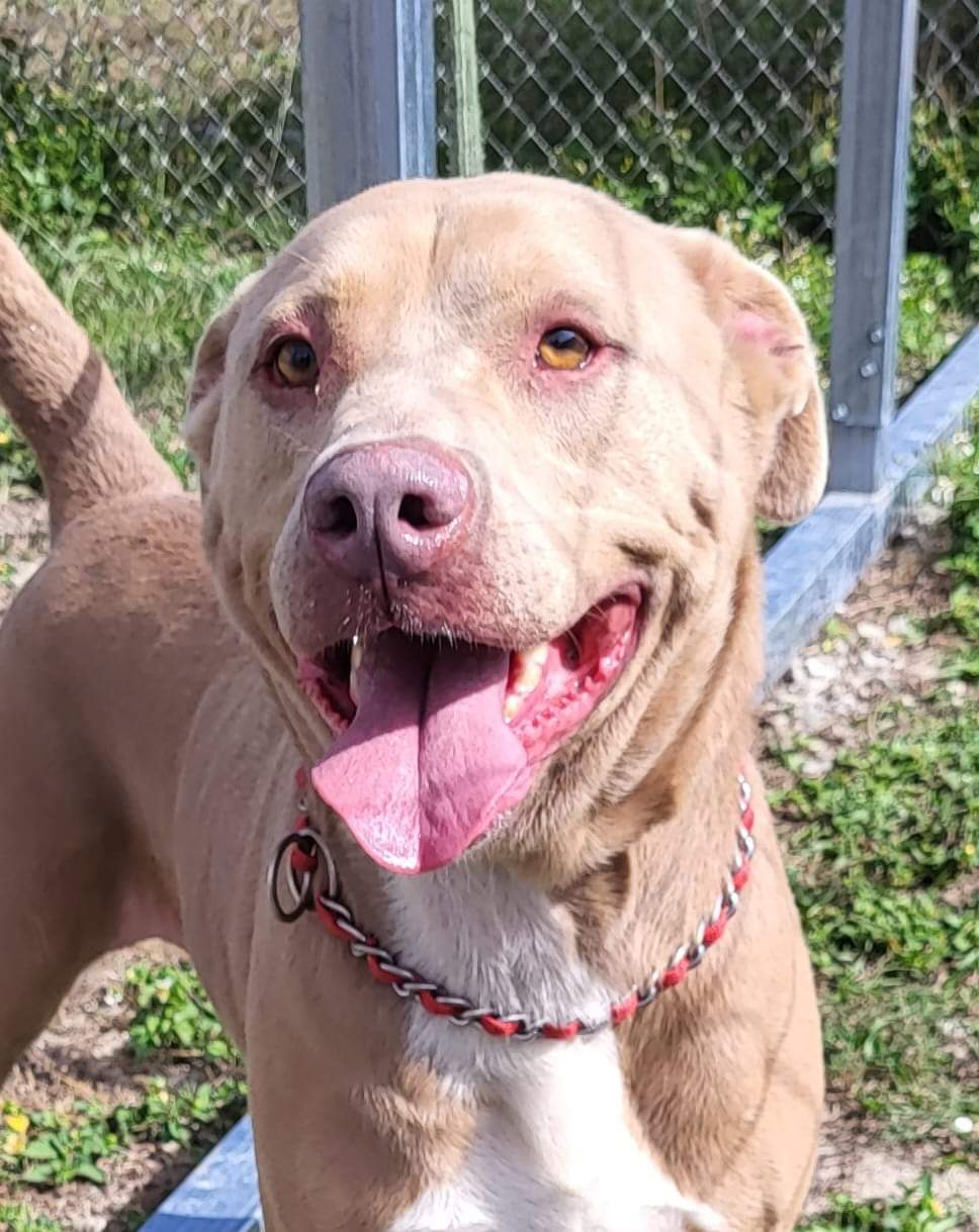 Dog for Adoption - Dr. Beige, a Pit Bull Terrier in East Palatka, FL ...