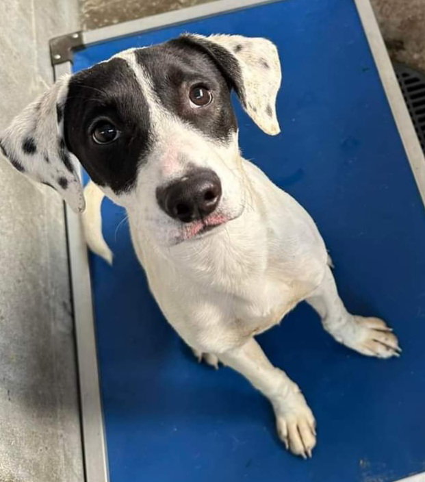 Dog for Adoption - Darla, a Hound in Lake Butler, FL | Alpha Paw