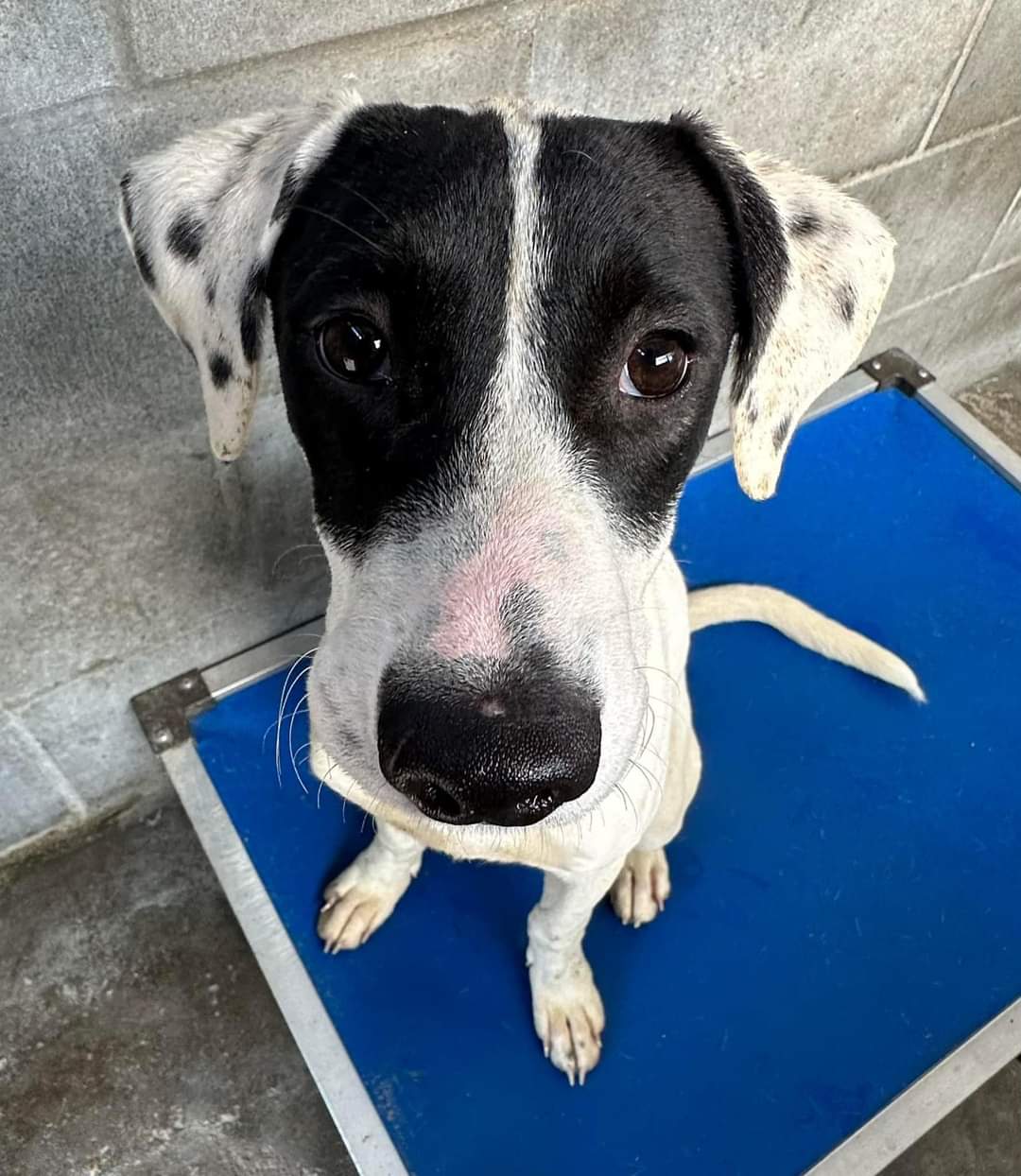 Dog for Adoption - Darla, a Hound in Lake Butler, FL | Alpha Paw