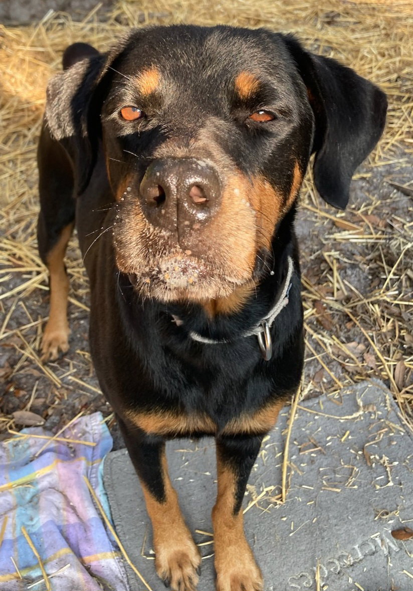 Dog for Adoption - Duchess, a Rottweiler in Citra, FL | Alpha Paw