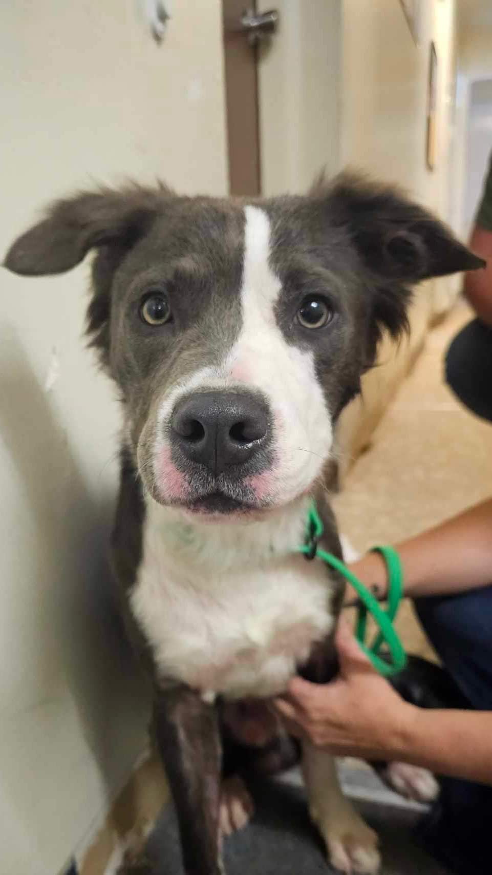 Dog for Adoption - Wrangler, a Australian Shepherd in Alachua County ...