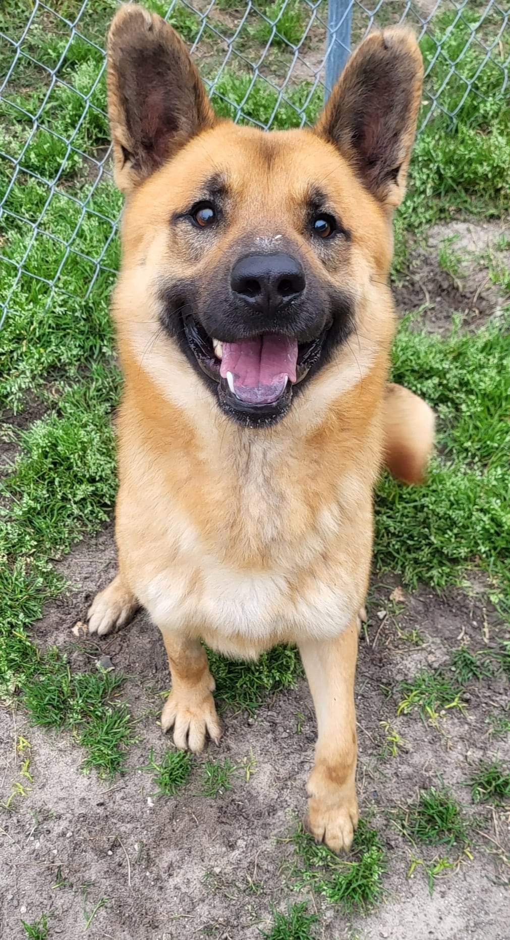 Dog for Adoption - Lando, a German Shepherd Dog in Alachua County, FL ...