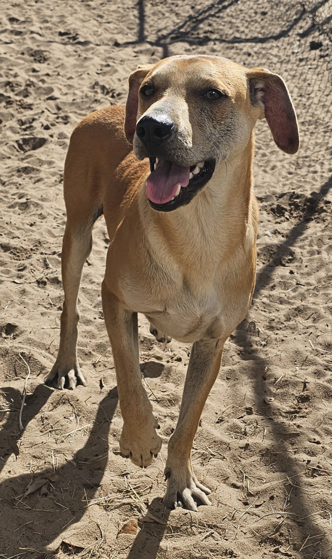 Dog for Adoption - Selwyn, a Hound in Alachua County, FL | Alpha Paw