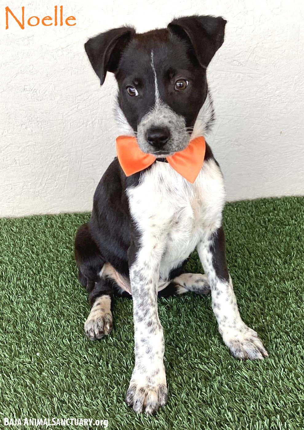 Dog for Adoption - Noelle, a Border Collie in La Jolla, CA | Alpha Paw