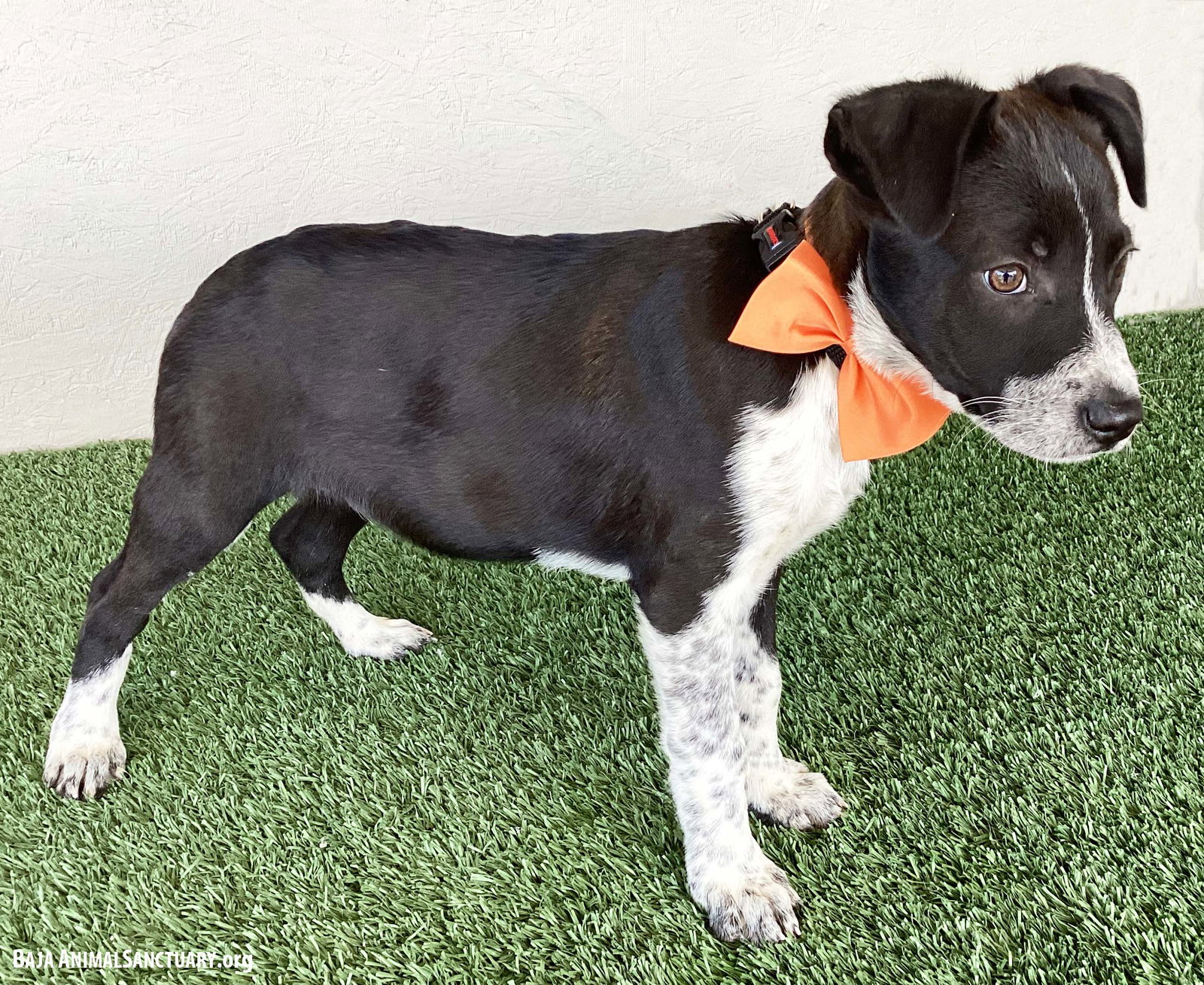 Dog for Adoption - Noelle, a Border Collie in La Jolla, CA | Alpha Paw