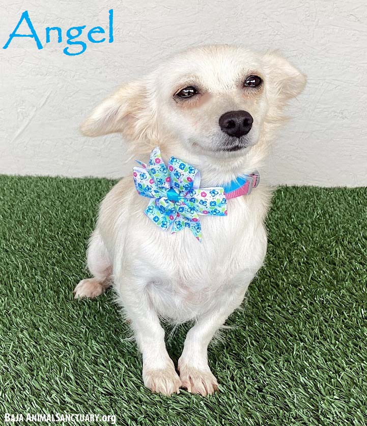 Dog for Adoption - Angel, a Pomeranian in La Jolla, CA | Alpha Paw