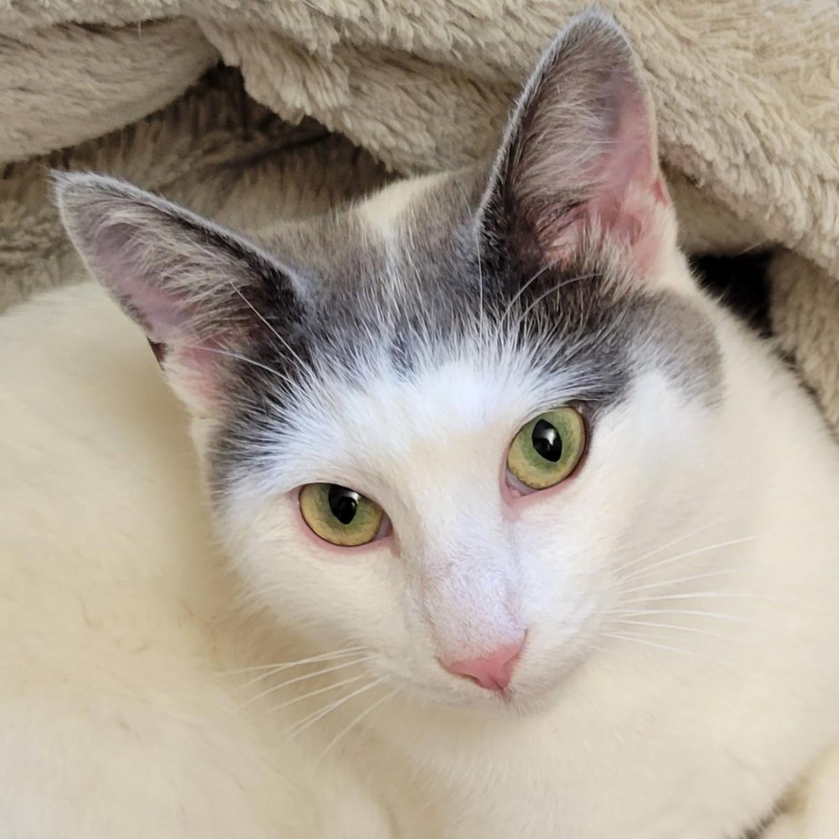 Cats for Adoption in Alpine, California | Alpha Paw