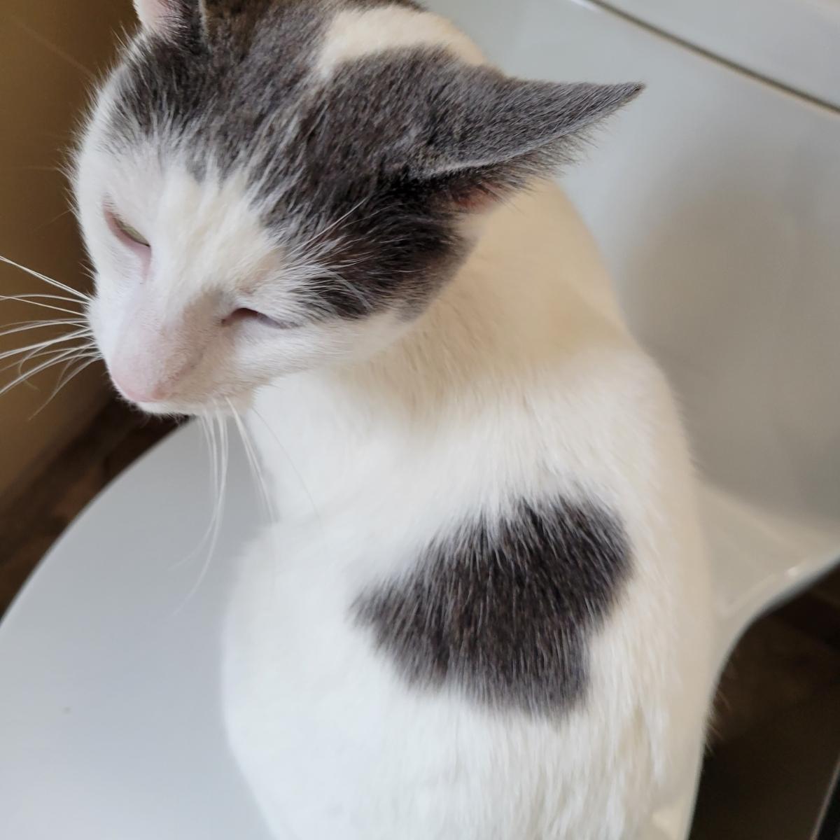 Cats for Adoption in Alpine, California | Alpha Paw