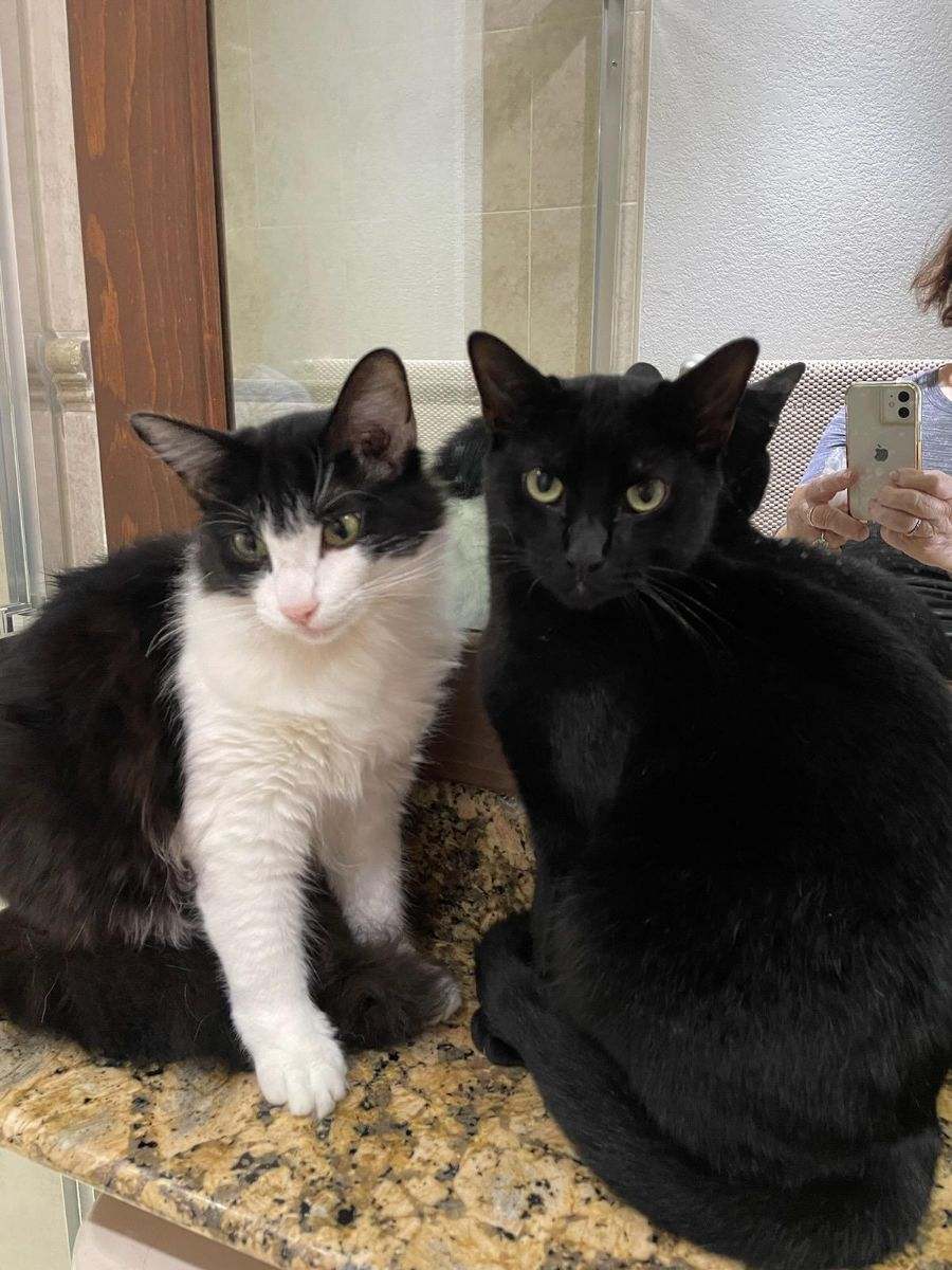 Cats for Adoption in Hemet, California | Alpha Paw