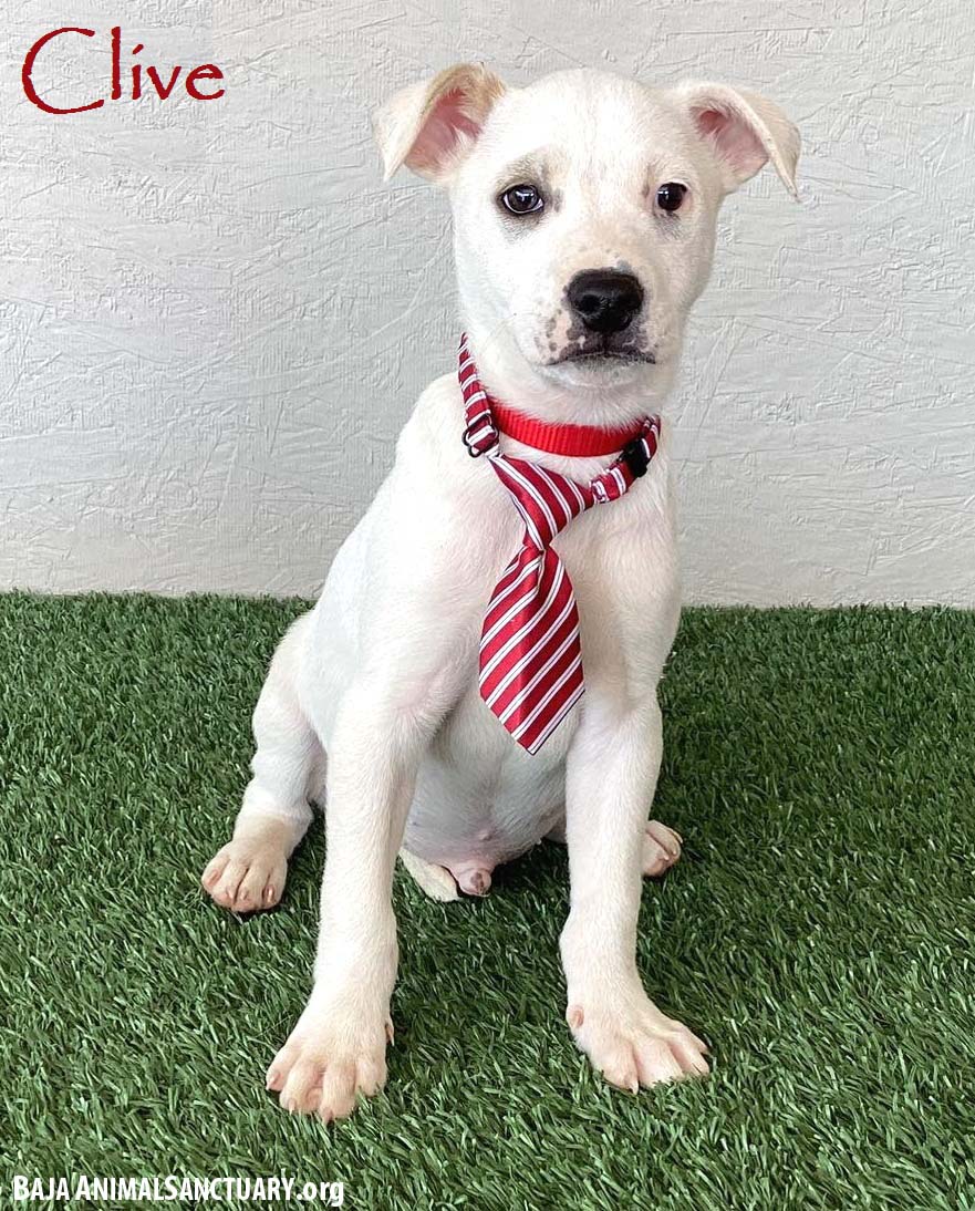 Dog for Adoption - Clive, a Jack Russell Terrier in Imperial Beach, CA ...