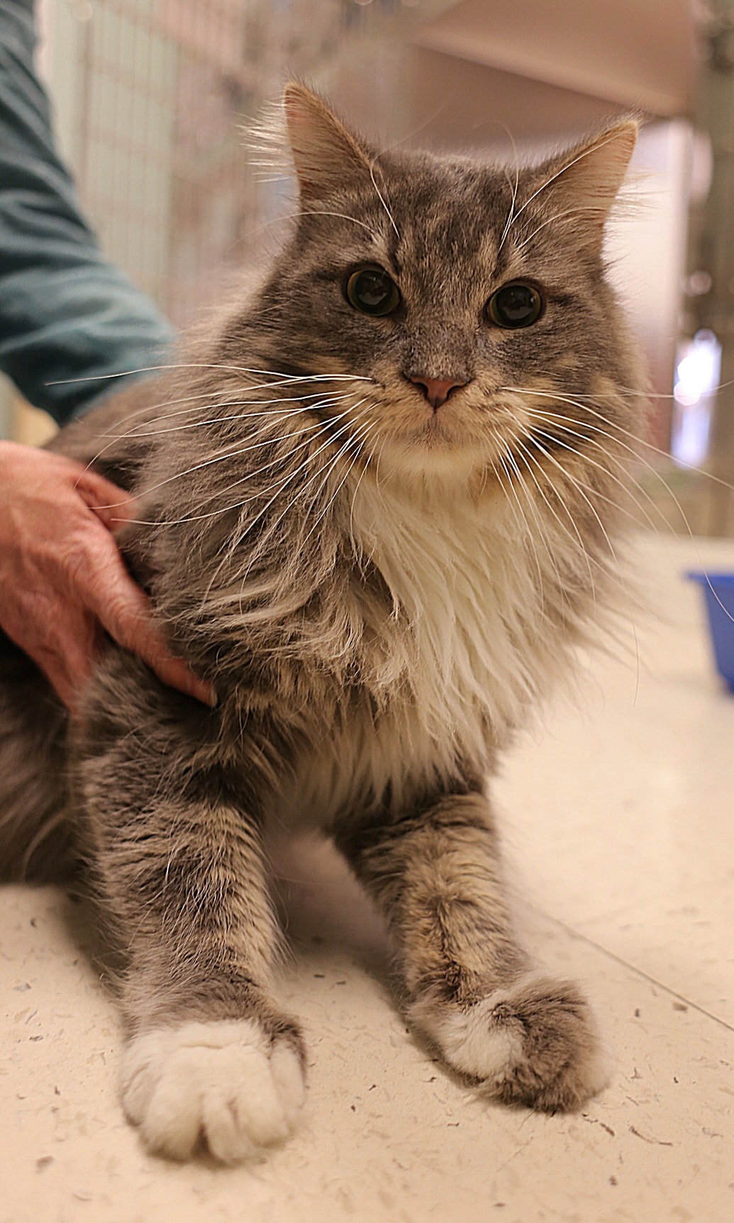 Cats for Adoption in Worcester, Massachusetts | Alpha Paw