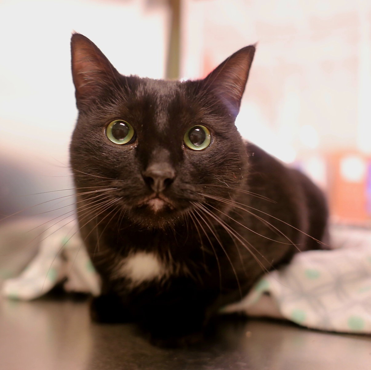 Cats for Adoption in Plymouth, Massachusetts | Alpha Paw