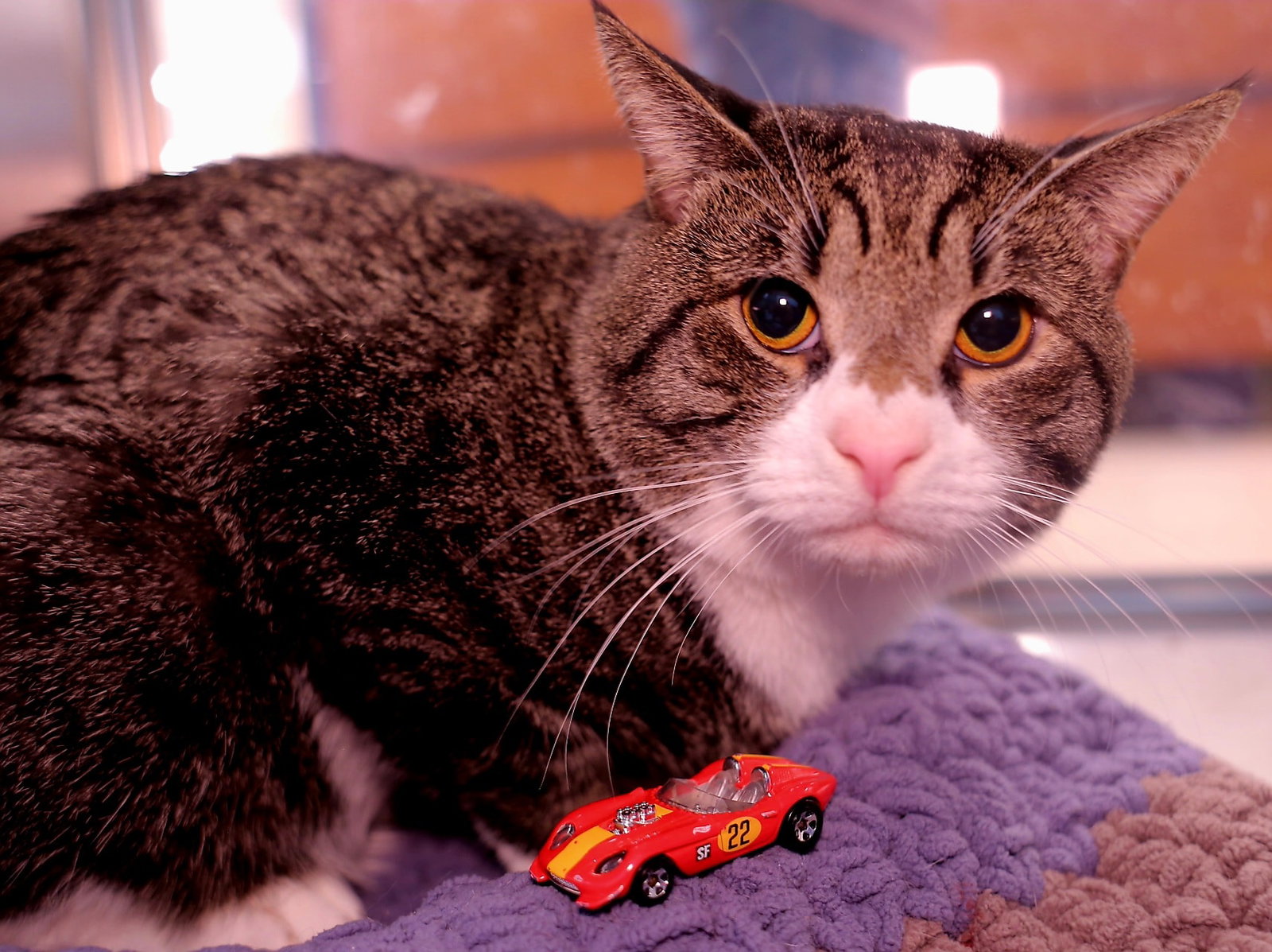 Cats for Adoption in North Plymouth, Massachusetts | Alpha Paw