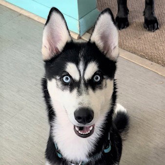 Dog for Adoption - Ace, a Siberian Husky in Oak Lawn, IL | Alpha Paw