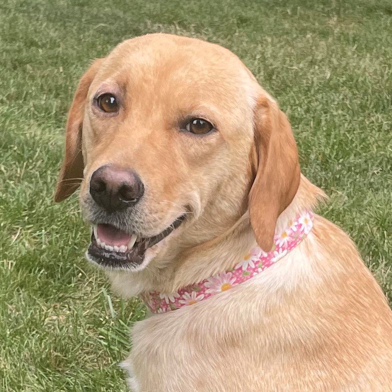 Dog for Adoption - Beauty, a Labrador Retriever in Peoria, IL | Alpha Paw