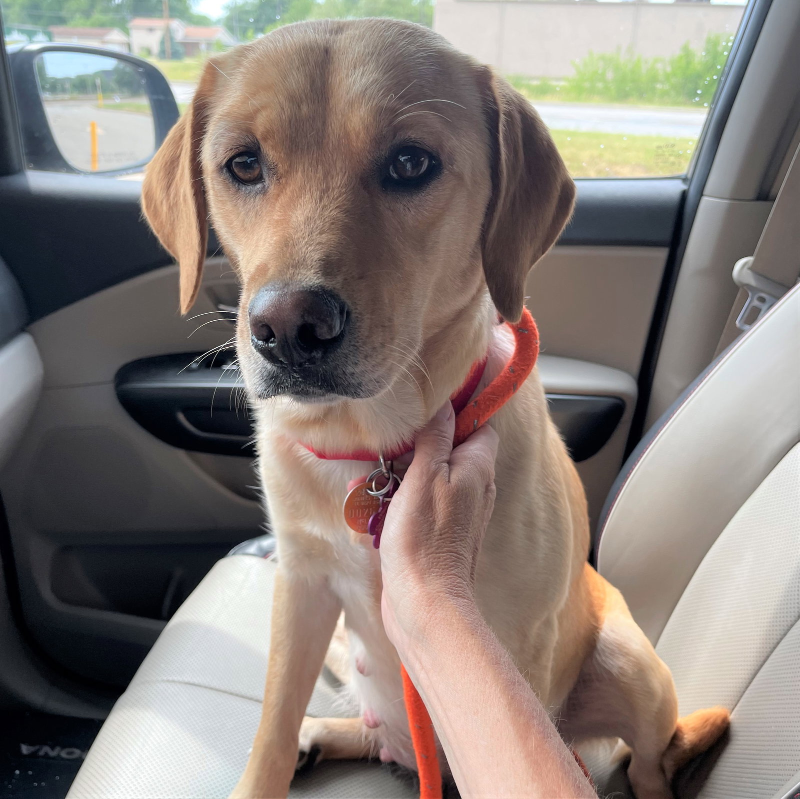 Dog for Adoption - Beauty, a Labrador Retriever in Peoria, IL | Alpha Paw