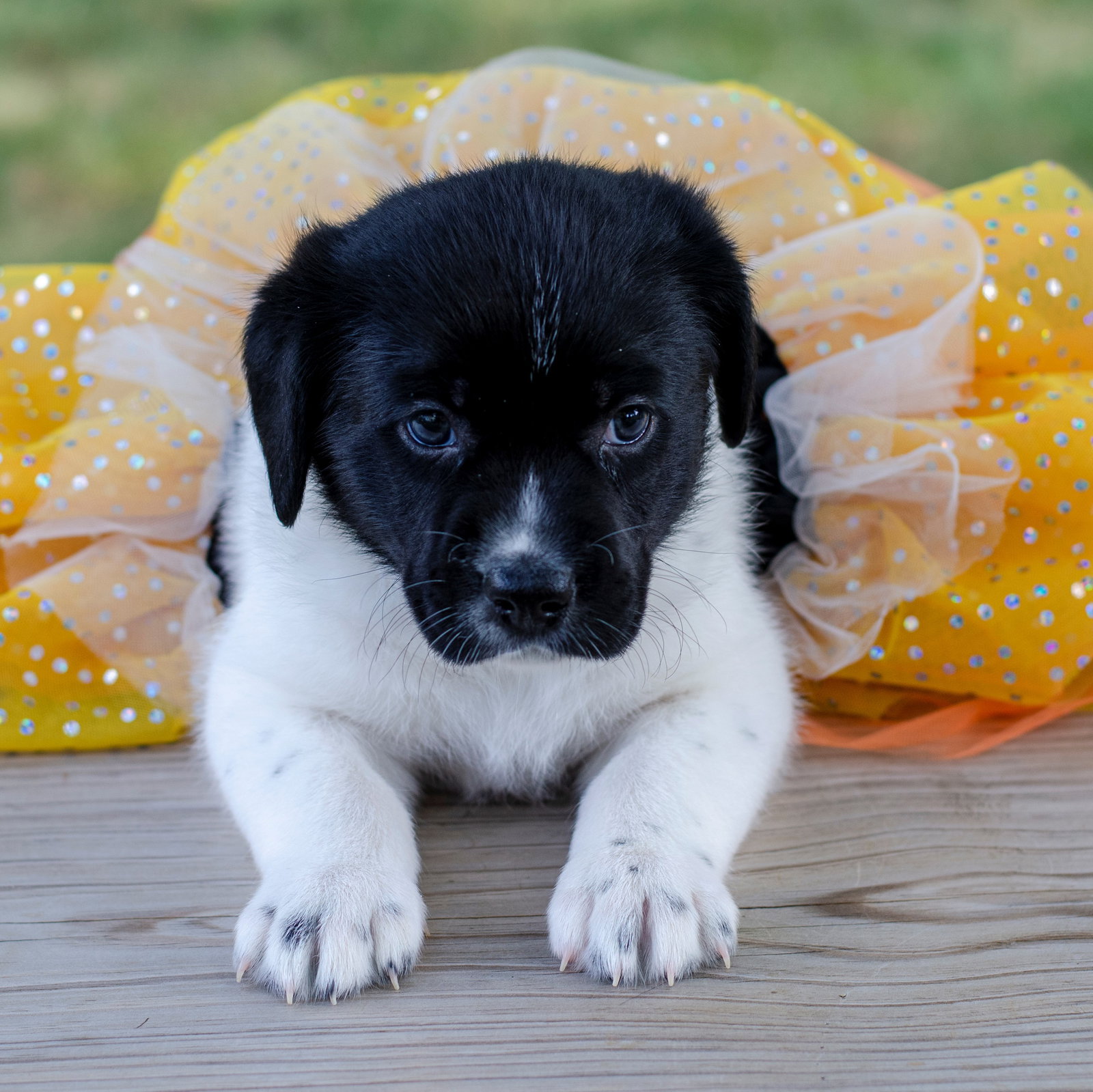 Dog for Adoption - Belle, a Labrador Retriever in Mattoon, IL | Alpha Paw