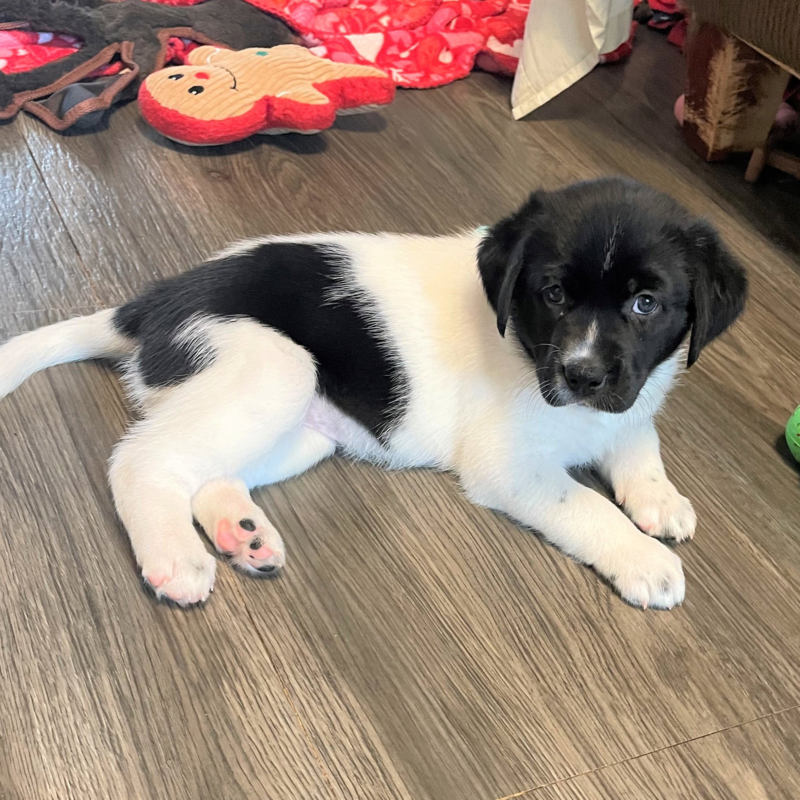 Dog for Adoption - Belle, a Labrador Retriever in Mattoon, IL | Alpha Paw