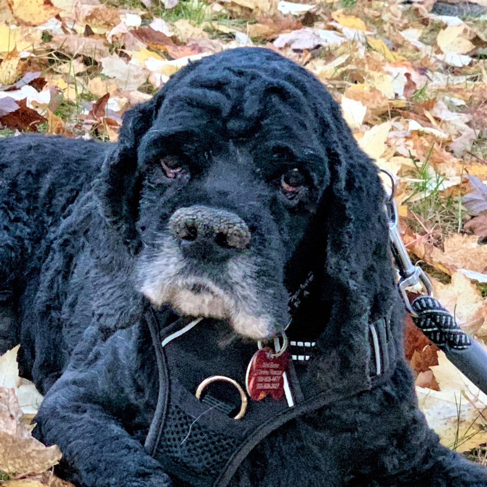 Dog for Adoption - Sam, a Cocker Spaniel in Heritage Lake, IL | Alpha Paw