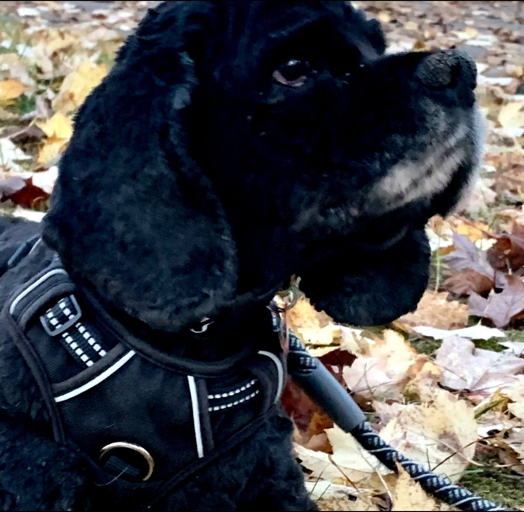 Dog for Adoption - Sam, a Cocker Spaniel in Heritage Lake, IL | Alpha Paw