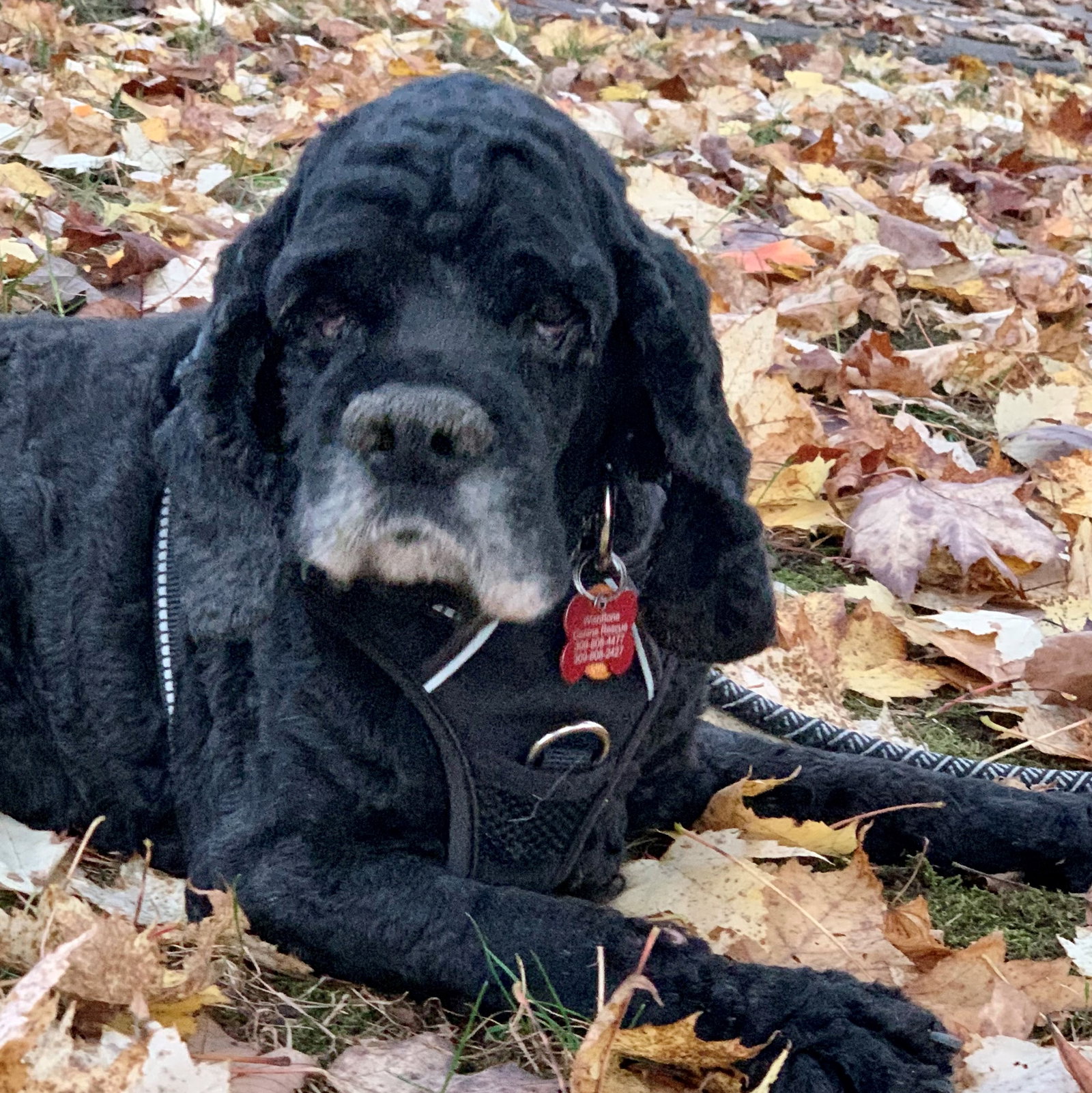 Dog for Adoption - Sam, a Cocker Spaniel in Normal, IL | Alpha Paw