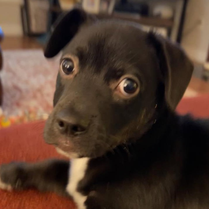 Dog for Adoption - Pudge, a Labrador Retriever in Ford County, IL ...