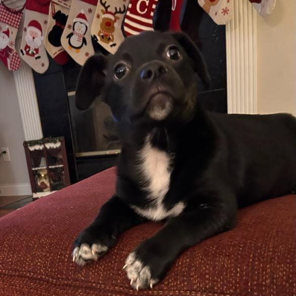 Dog for Adoption - Pudge, a Labrador Retriever in Ford County, IL ...
