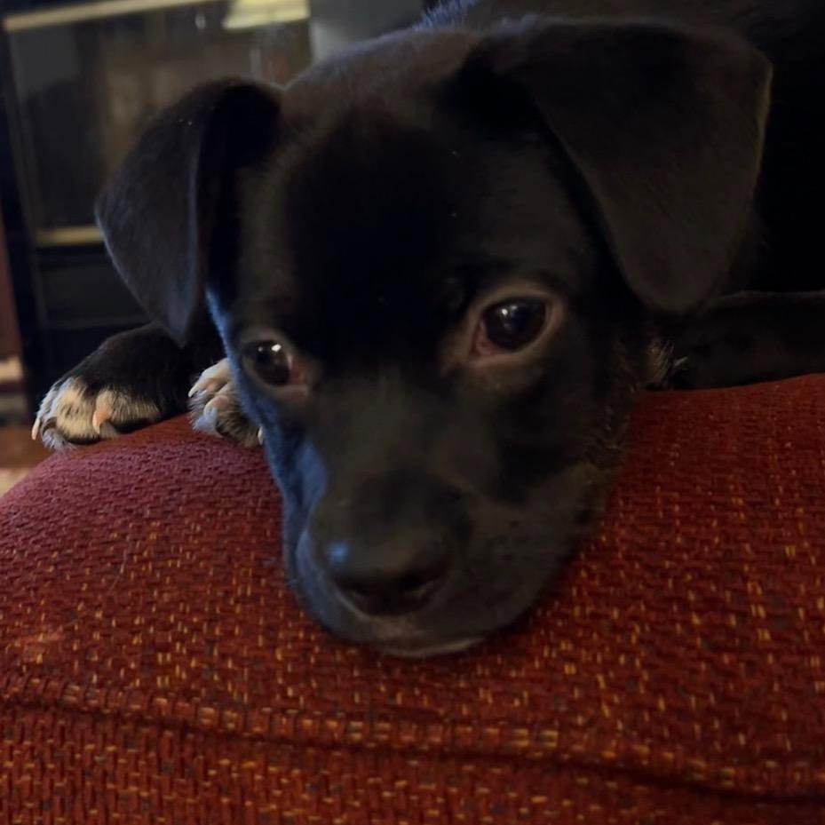 Dog for Adoption - Pudge, a Labrador Retriever in Ford County, IL ...