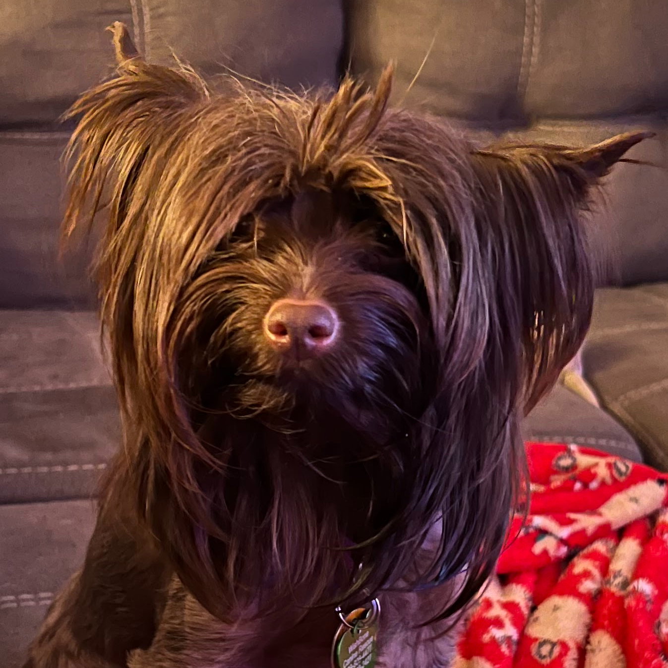 Dog for Adoption - Cai, a Yorkshire Terrier Yorkie in Forrest, IL ...