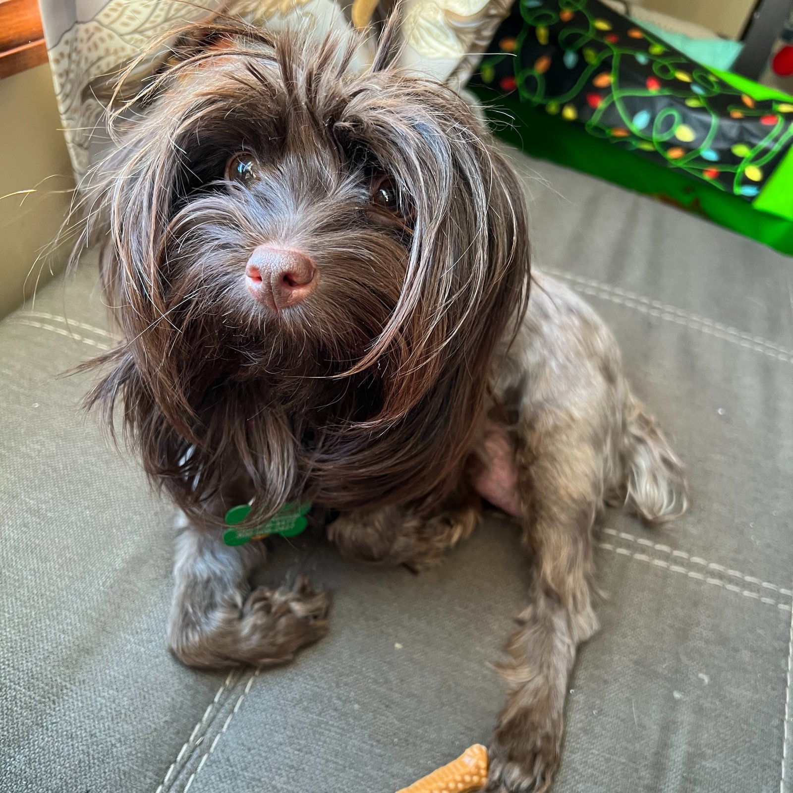Dog for Adoption - Cai, a Yorkshire Terrier Yorkie in Forrest, IL ...