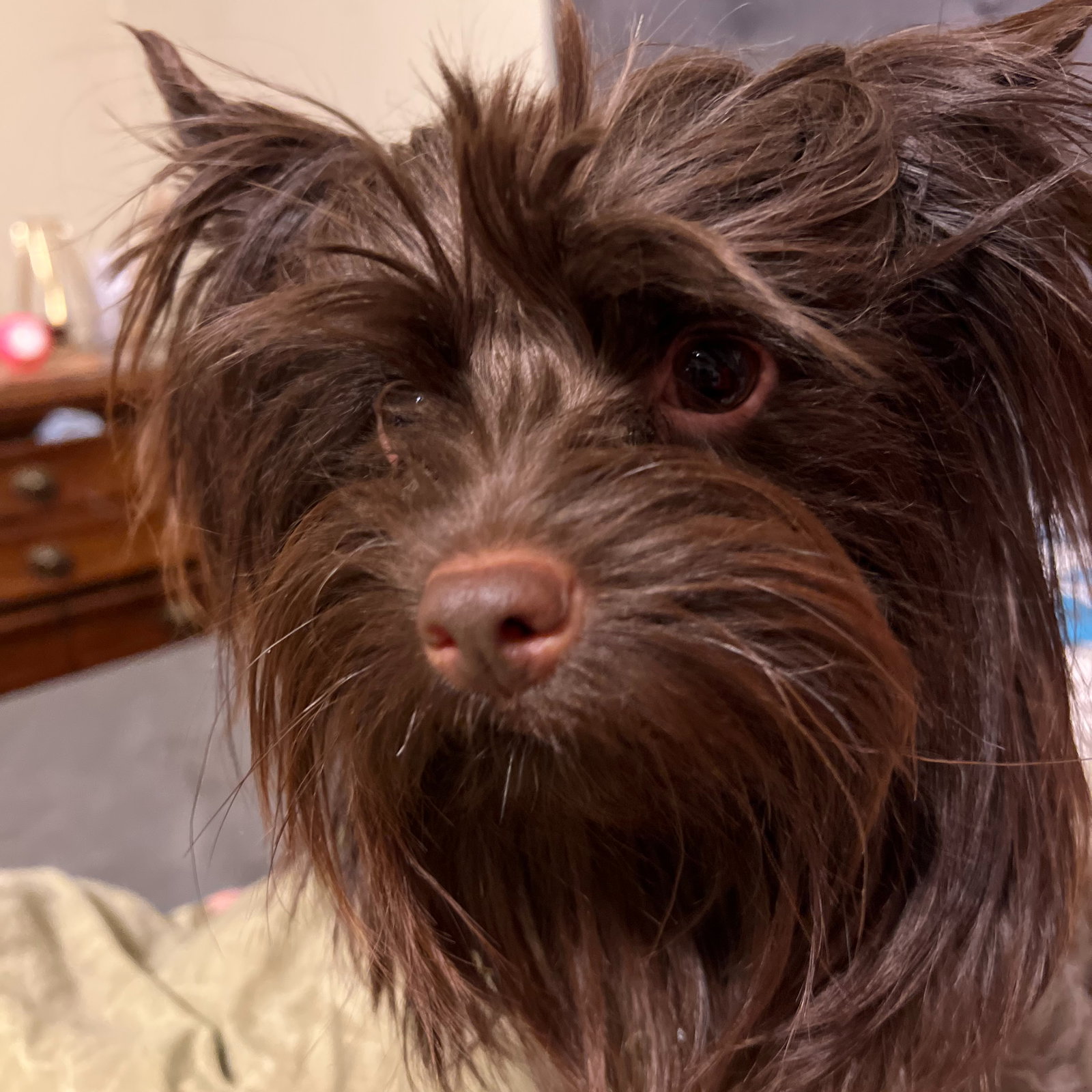Dog for Adoption - Cai, a Yorkshire Terrier Yorkie in Forrest, IL ...