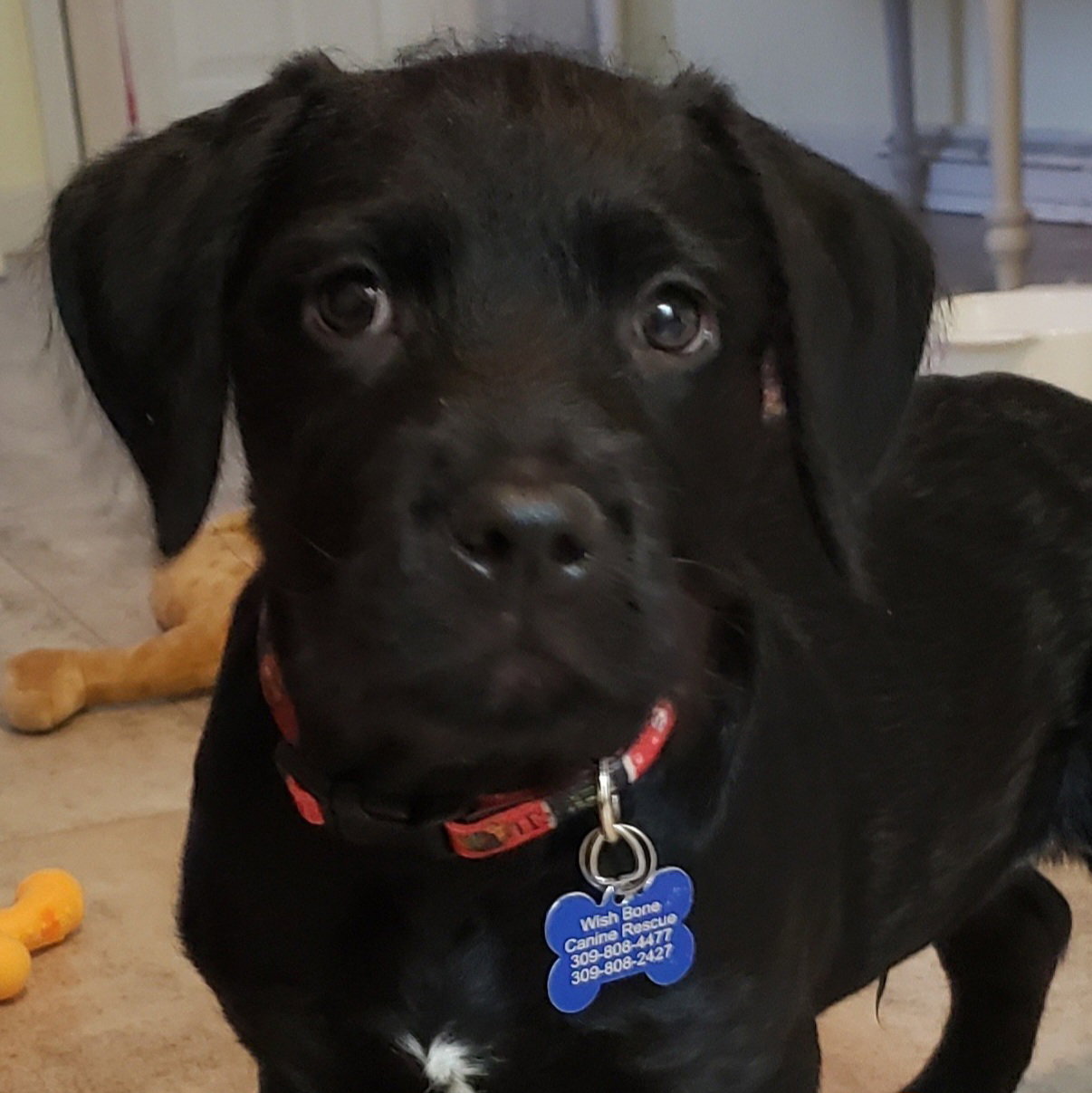 Dog for Adoption - Digger, a Labrador Retriever in Maroa, IL | Alpha Paw