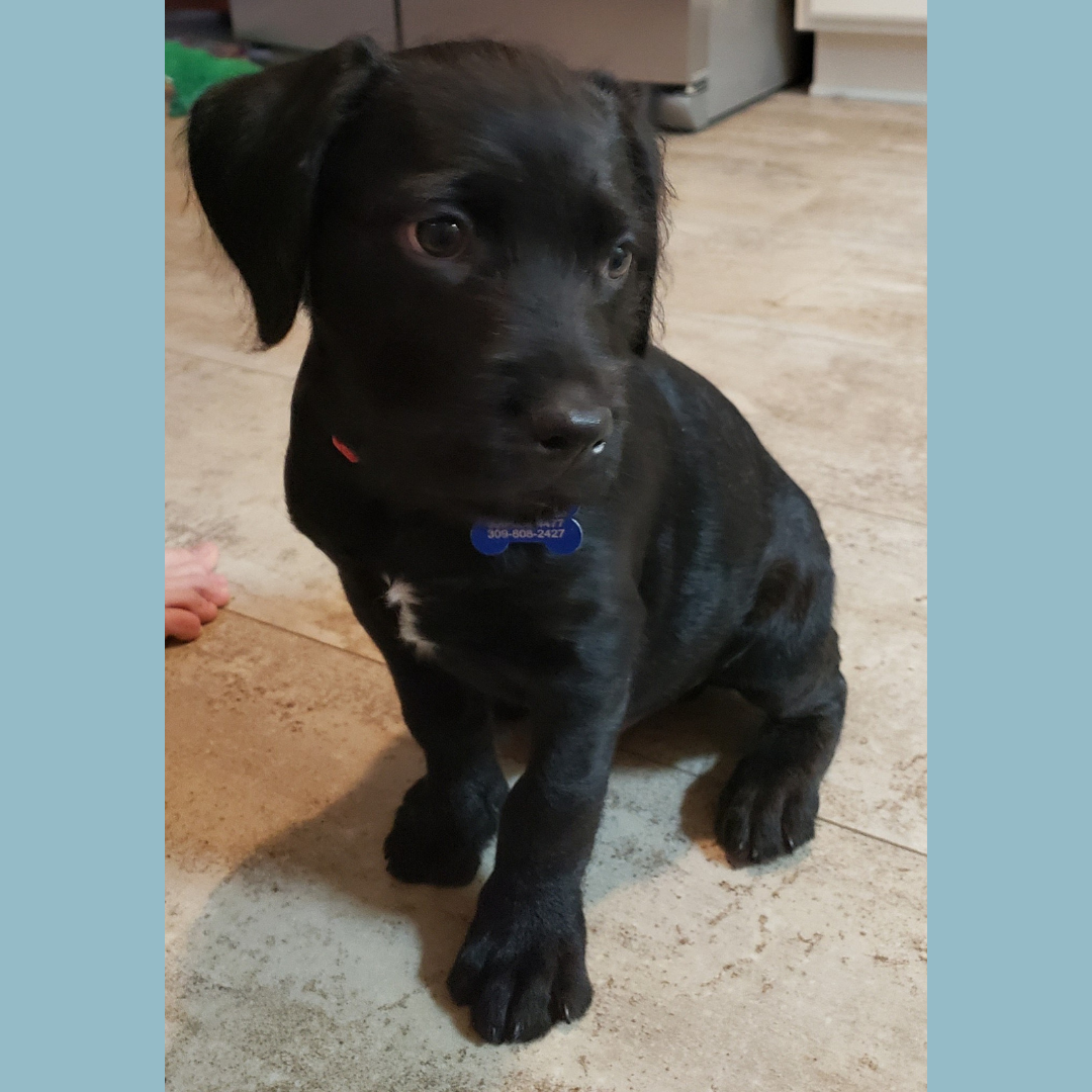Dog for Adoption - Digger, a Labrador Retriever in Maroa, IL | Alpha Paw