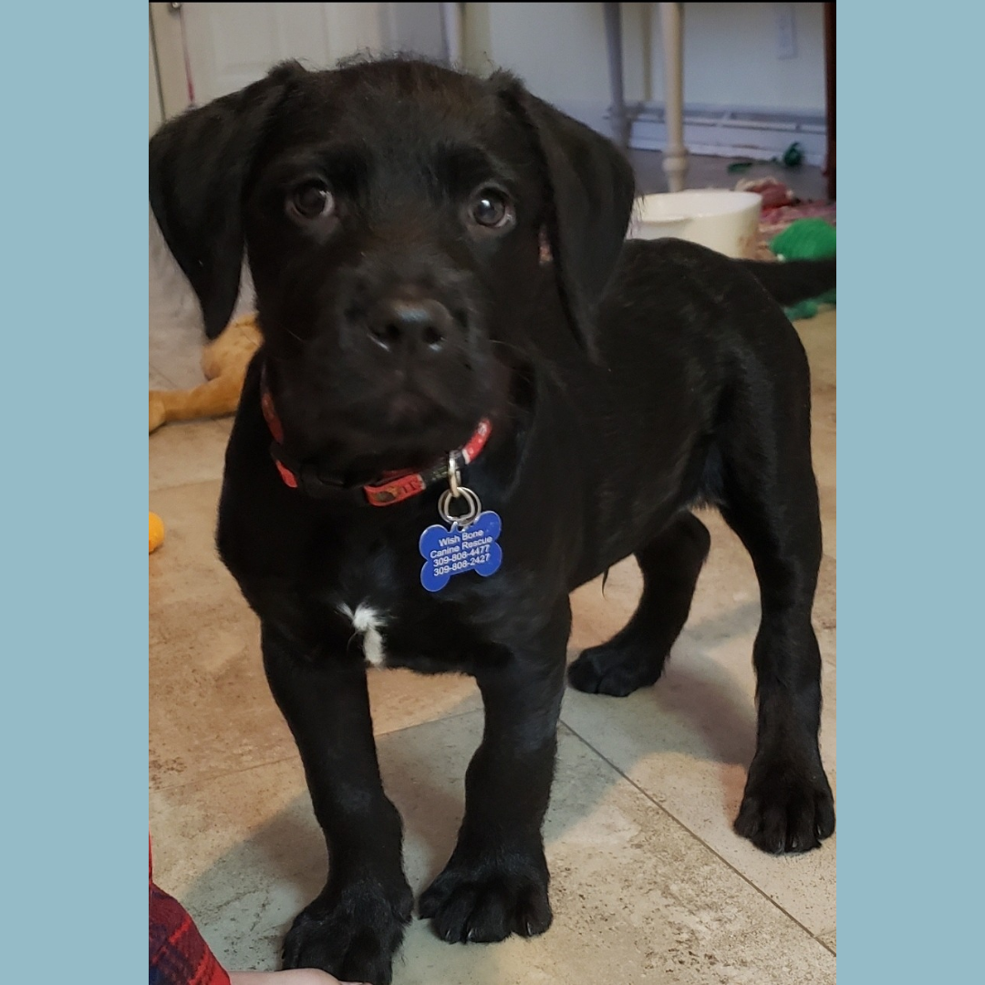 Dog for Adoption - Digger, a Labrador Retriever in Maroa, IL | Alpha Paw