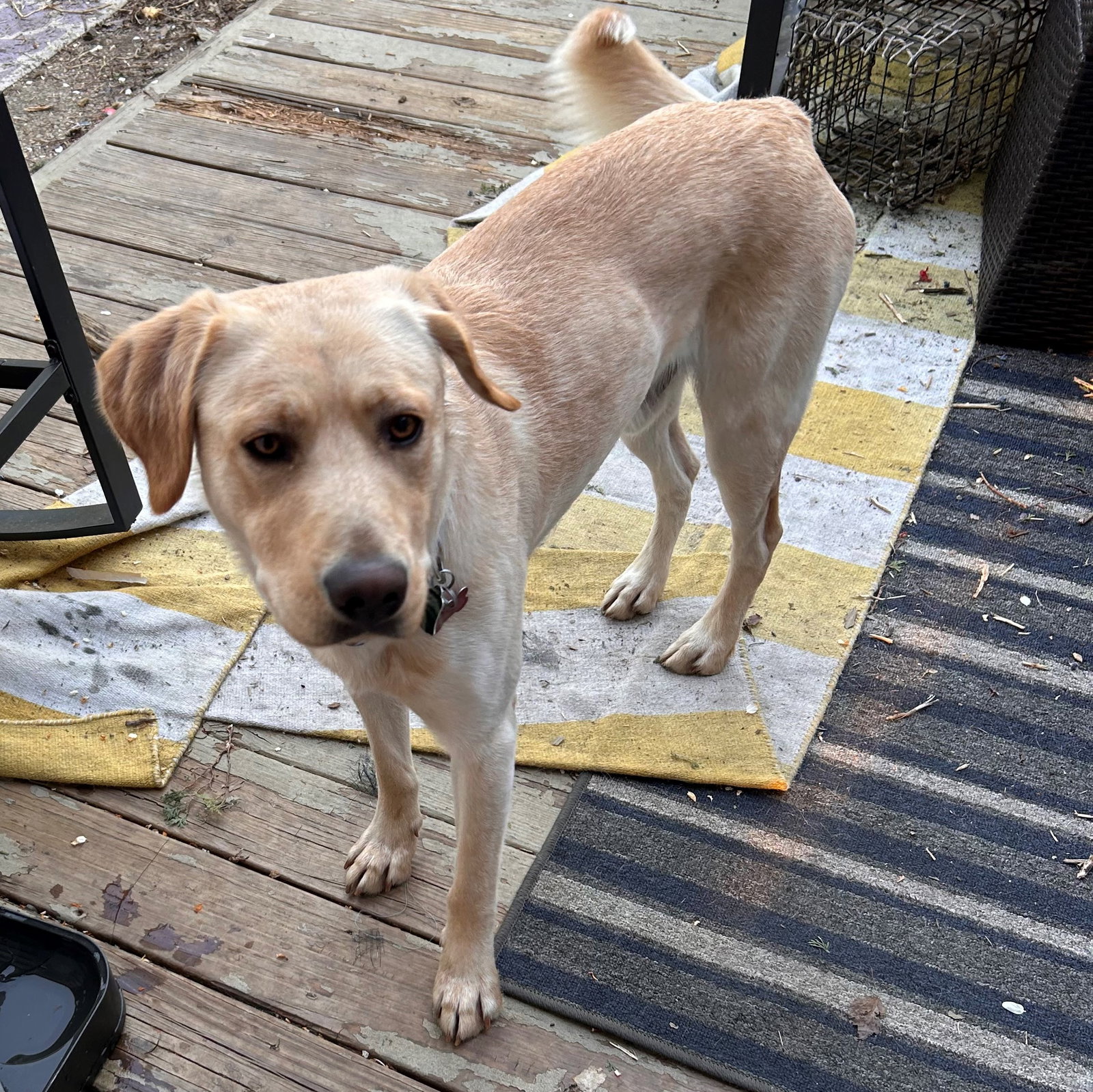 Dog for Adoption - Biscuit, a Labrador Retriever in Metamora, IL ...