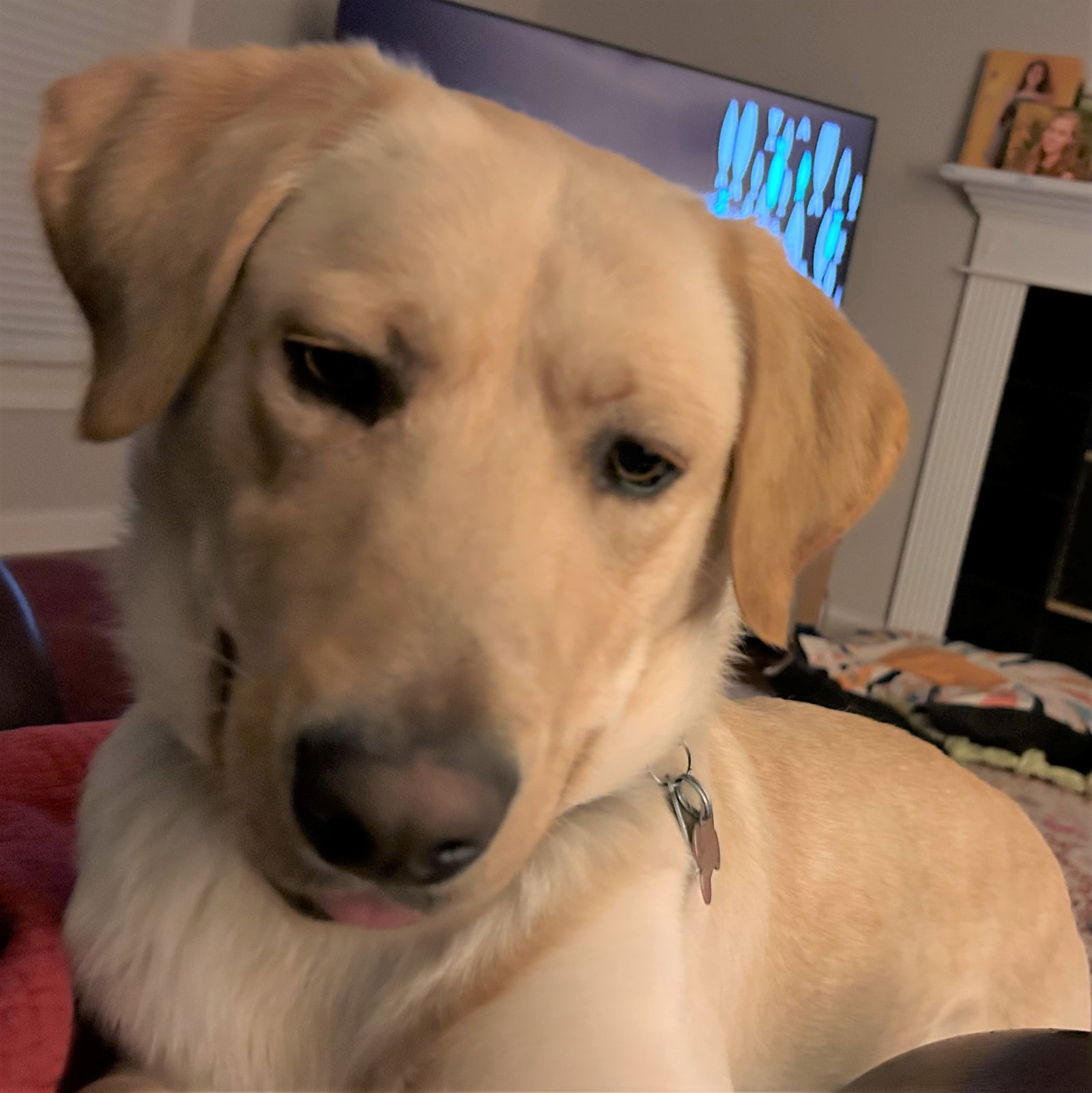 Dog for Adoption - Biscuit, a Labrador Retriever in Metamora, IL ...